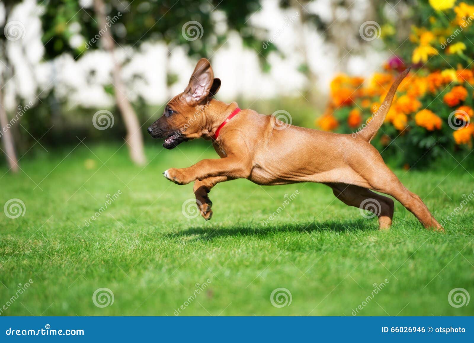 Happy Rhodesian Ridgeback Puppy Running in Summer Stock Photo - Image ...