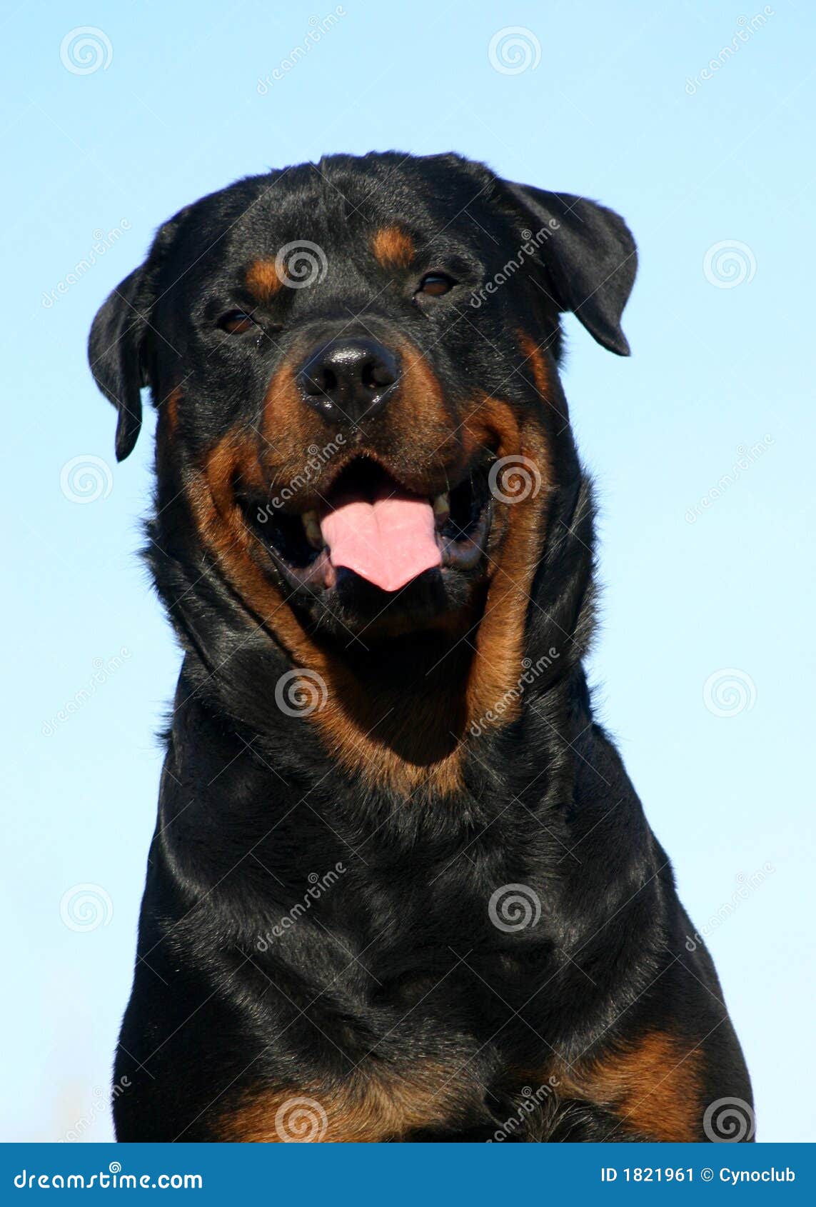 Happy rottweiler stock image. Image of breed, muscular - 1821961