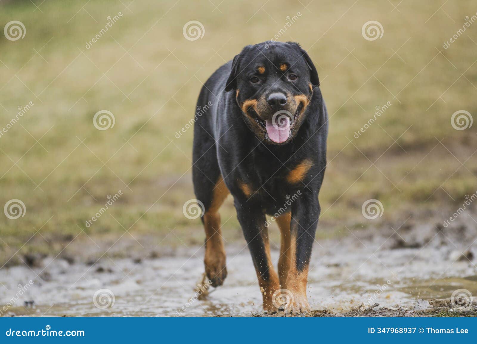 Happy Rottweiler Walking through a Puddle Stock Image - Image of ...