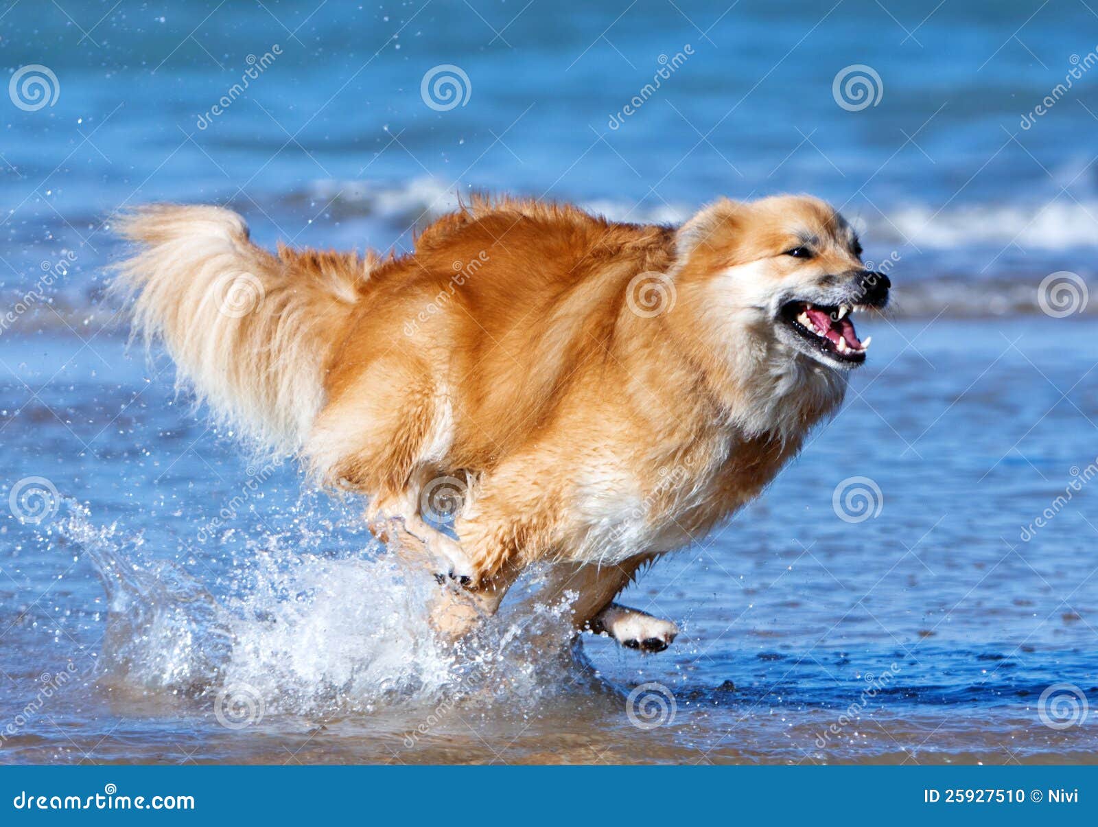 Happy running dog stock photo. Image of splash, golden - 25927510