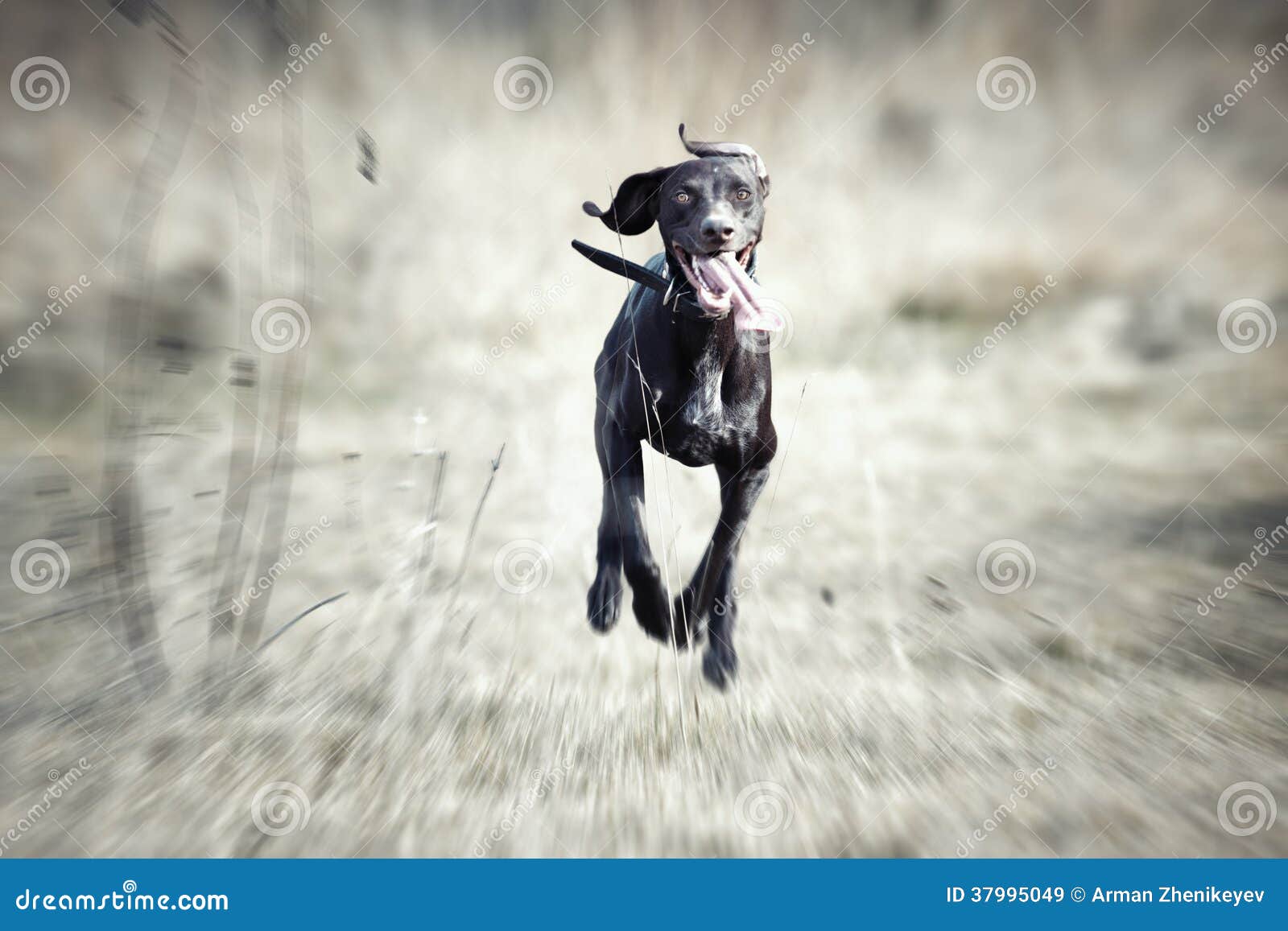Happy running dog stock image. Image of fuzz, nature - 37995049