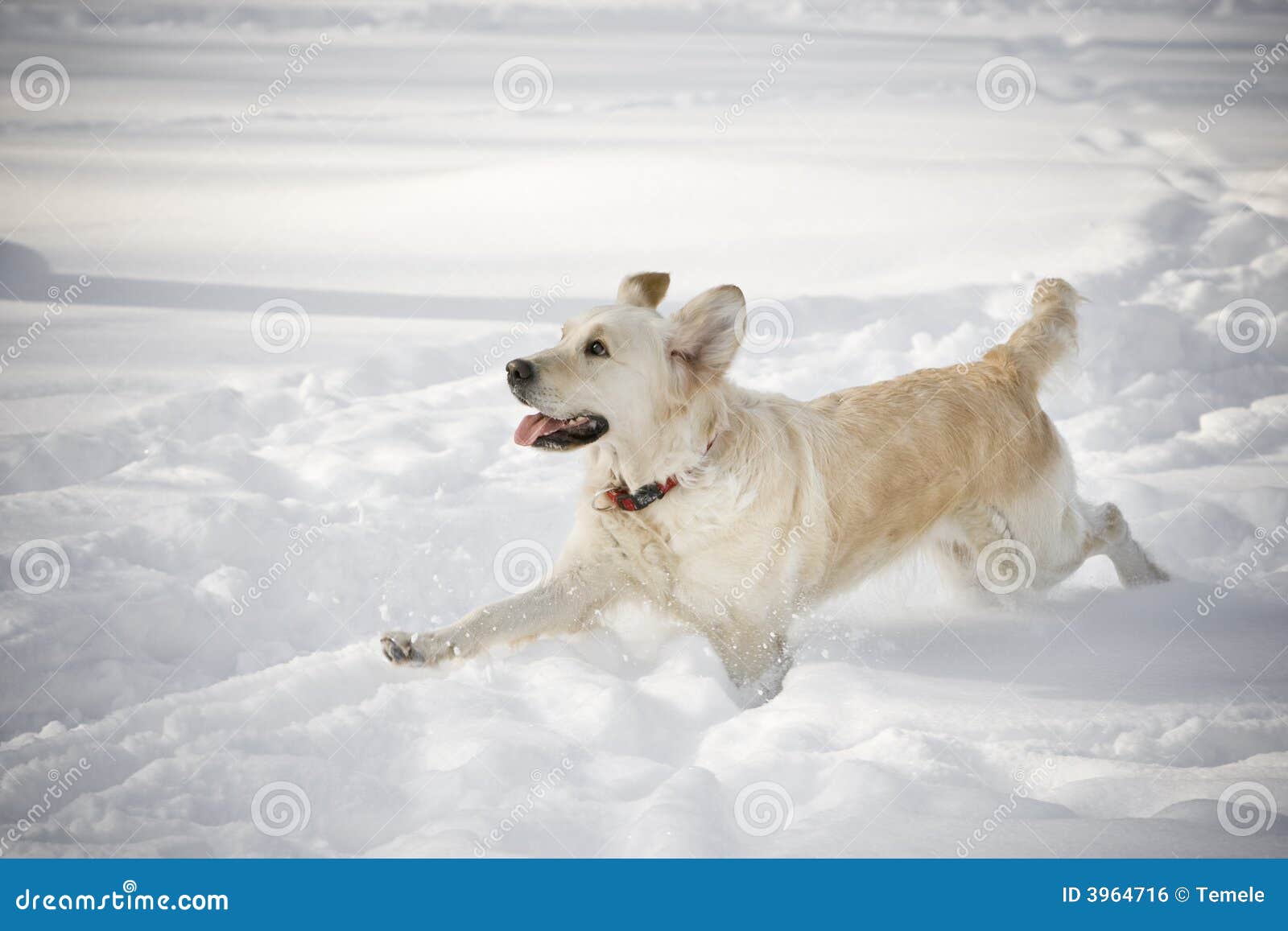 Happy running dog stock photo. Image of tongue, snow, pleasure - 3964716