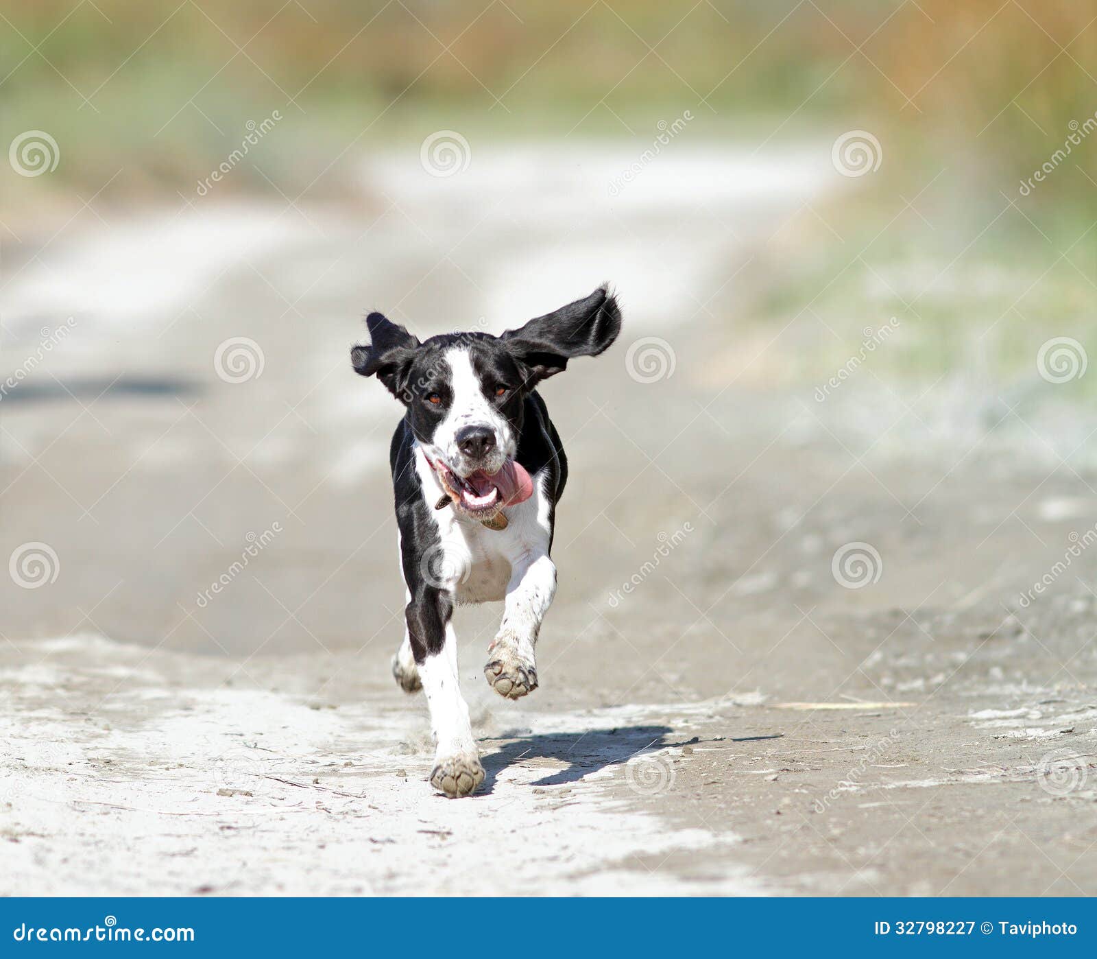 Happy running dog stock image. Image of bright, doggy - 32798227