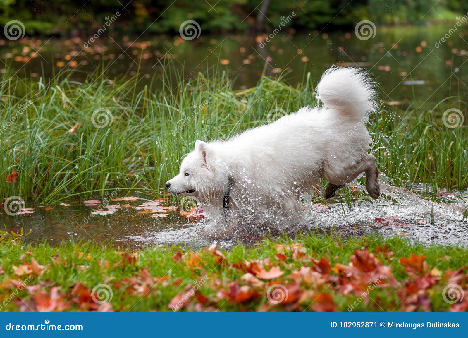 Happy Samoyed Dog Jump in Water. Water Splash Stock Image - Image of ...