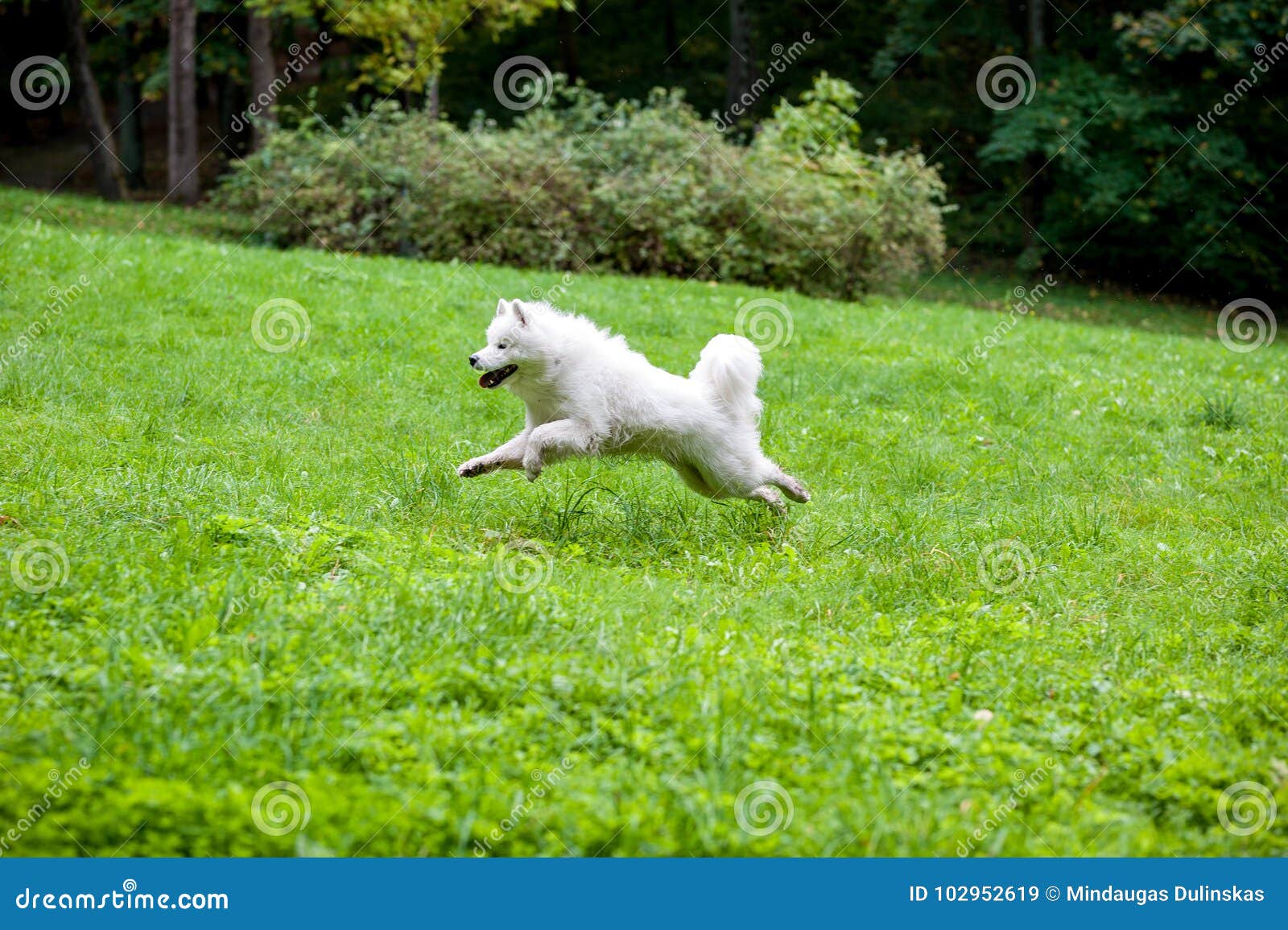 Happy Samoyed Dog Running on the Grass Stock Image - Image of lovely ...