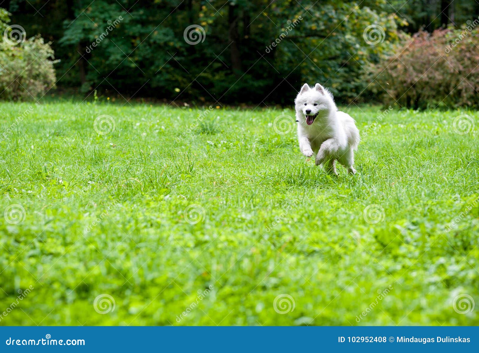 7,459 Happy Samoyed Dog Stock Photos - Free & Royalty-Free Stock Photos ...