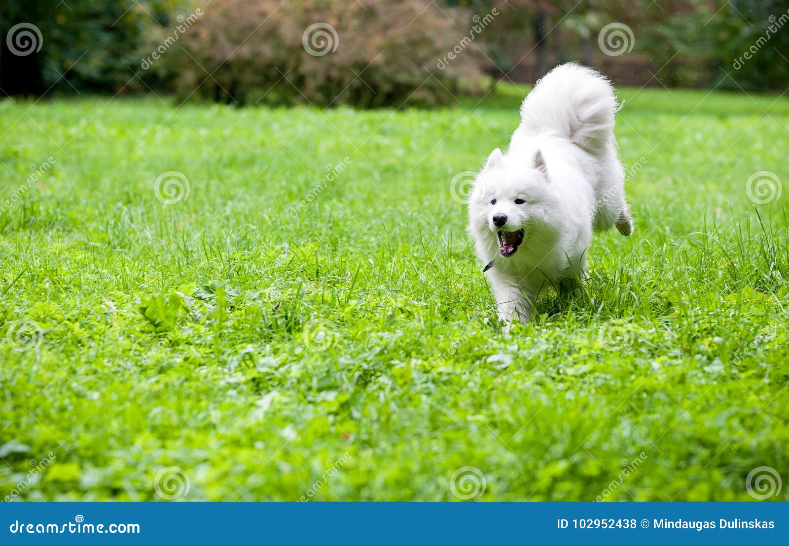 Happy Samoyed Dog Running on the Grass. Open Mouth Stock Photo - Image ...