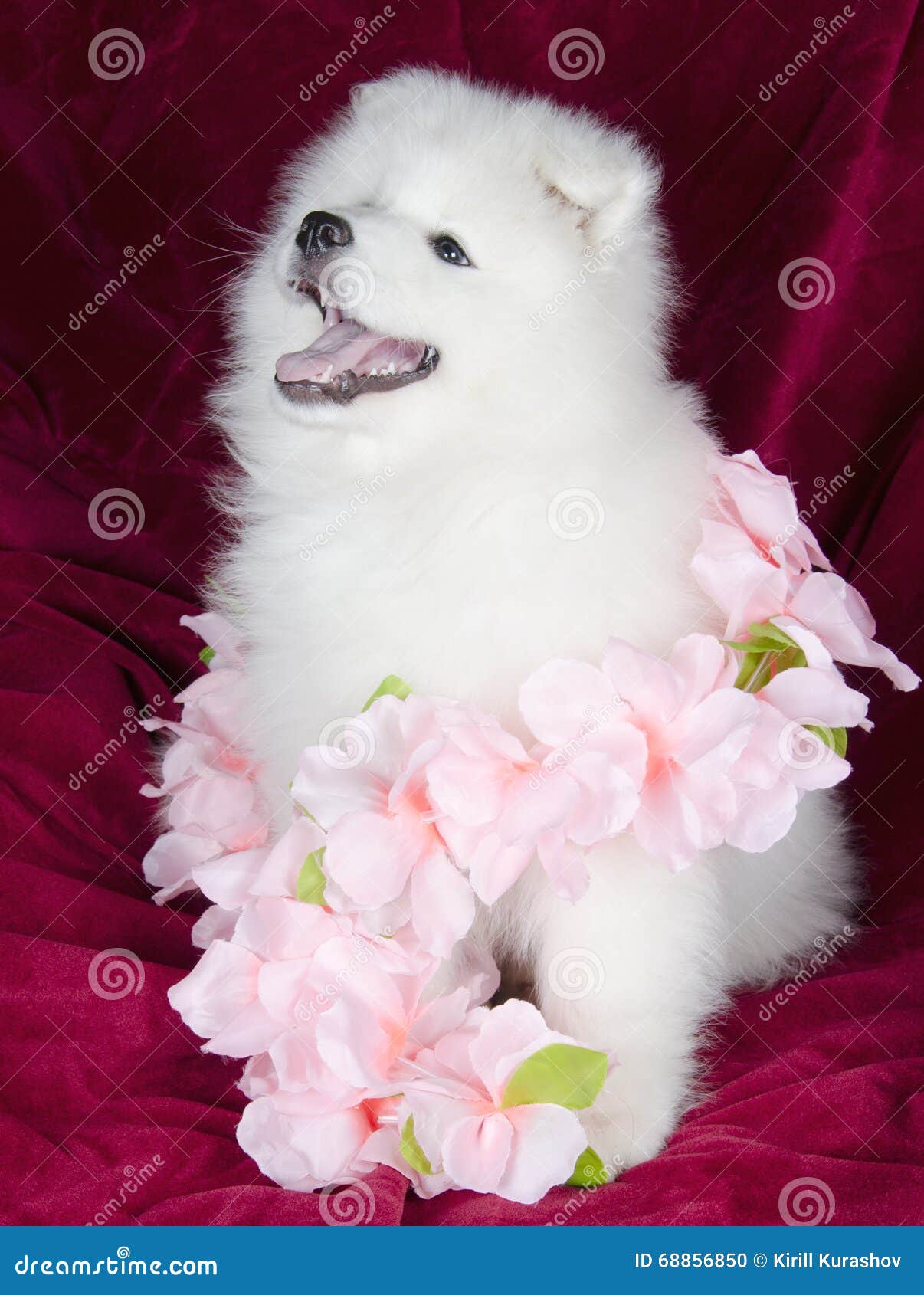 Happy Samoyed puppy stock photo. Image of breed, domestic - 68856850