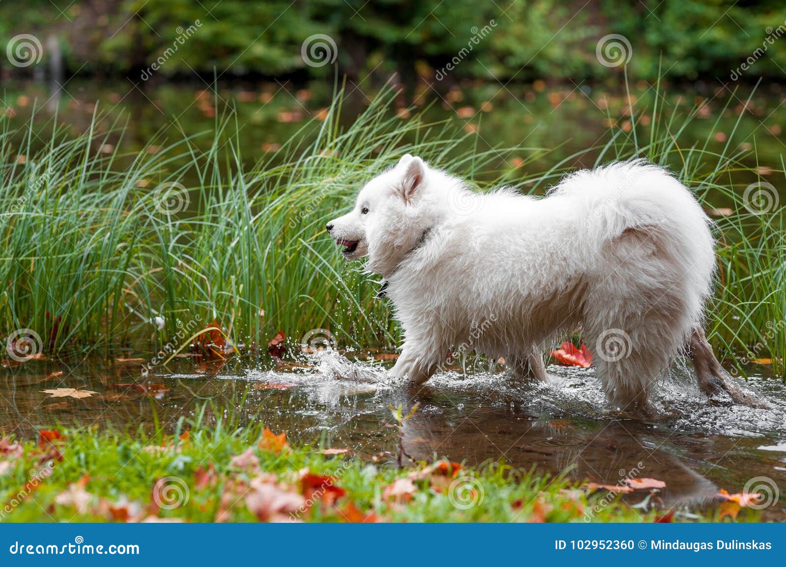 Happy Samoyed Walks in Water. Stock Photo - Image of running, park ...