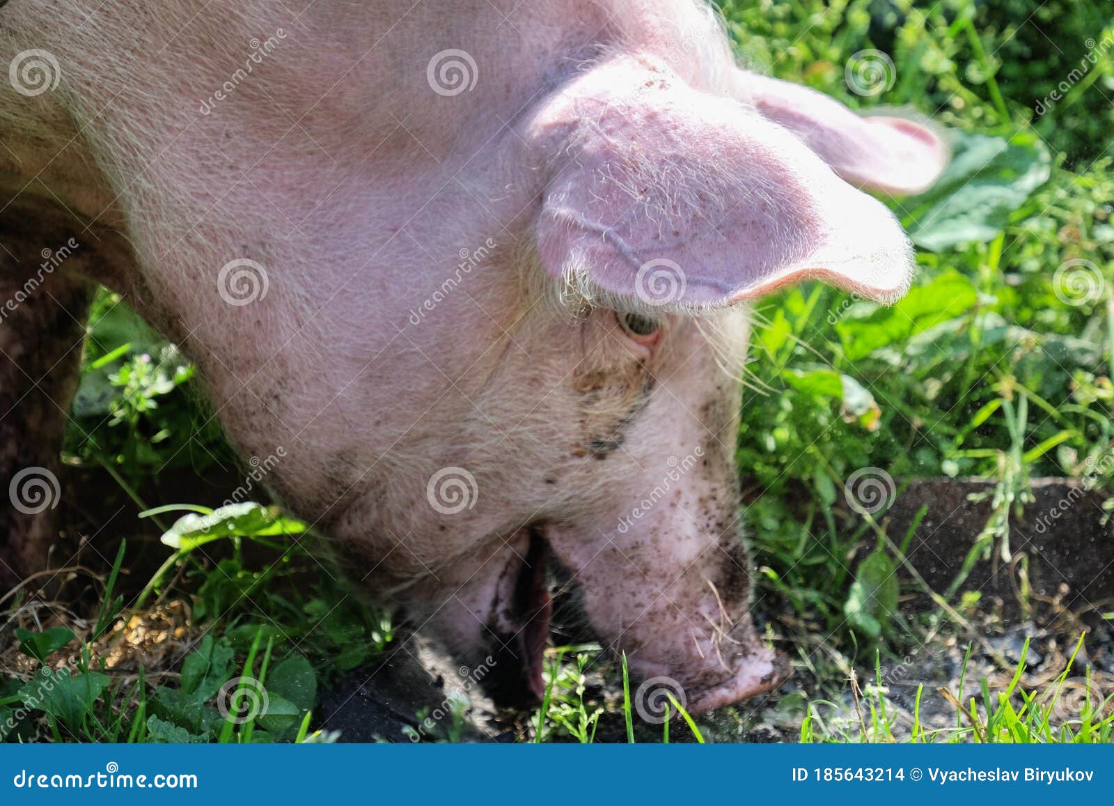 Pig eating something stock photo. Image of food, animal - 185643214