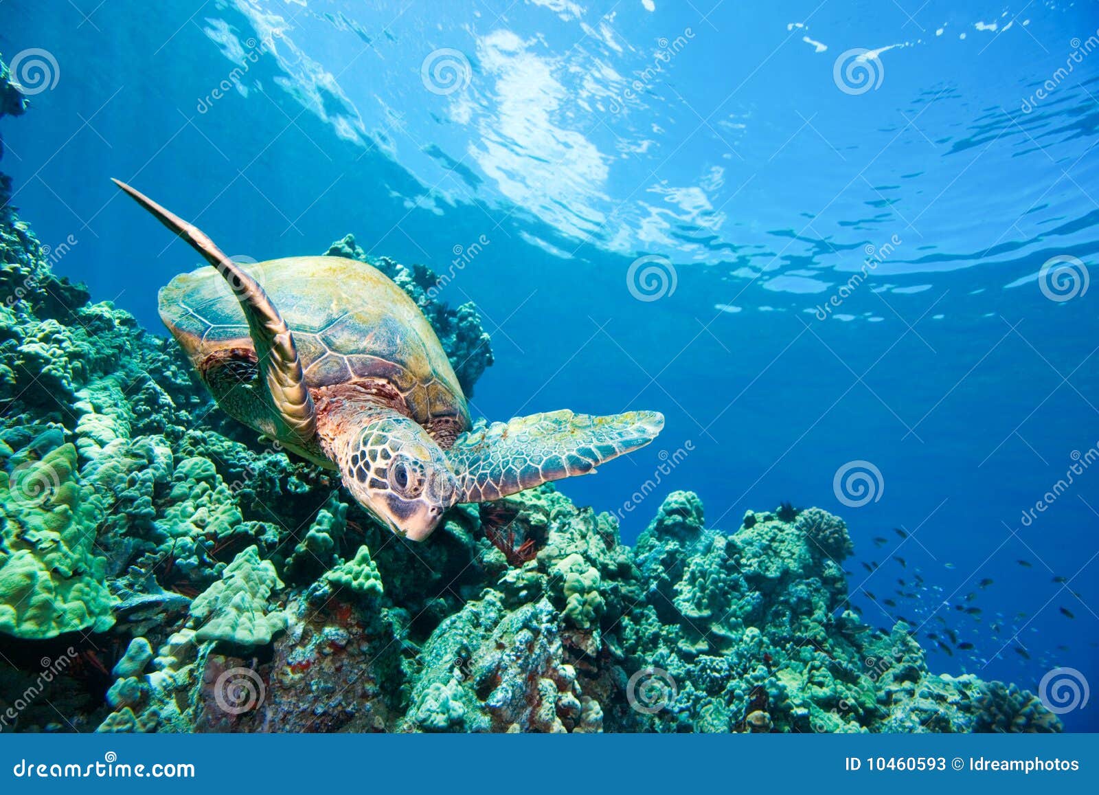 Happy Sea Turtle
