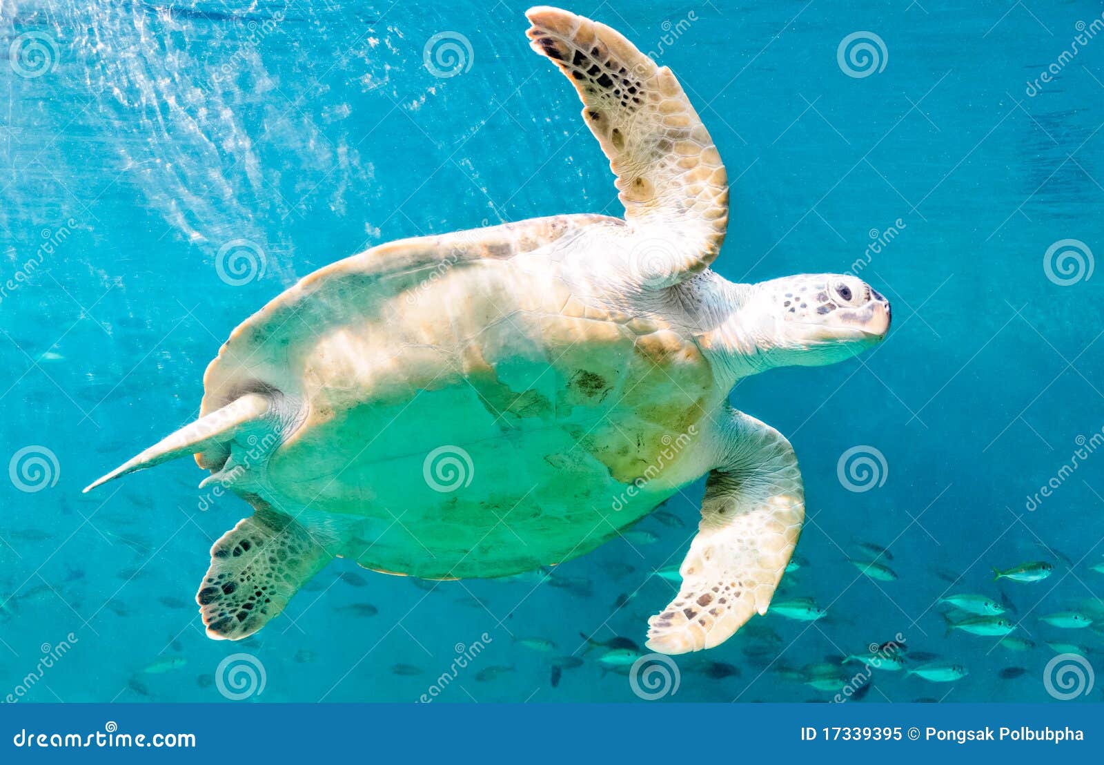 Happy sea turtles stock image. Image of light, fins, dive - 17339395
