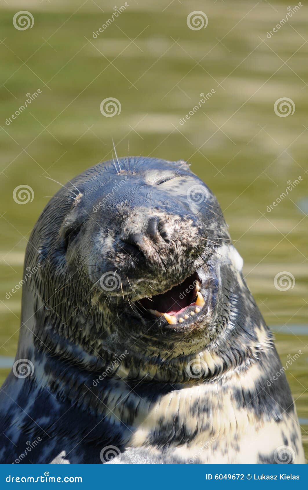 Happy seal smiling stock photo. Image of eyes, cold, marine - 6049672