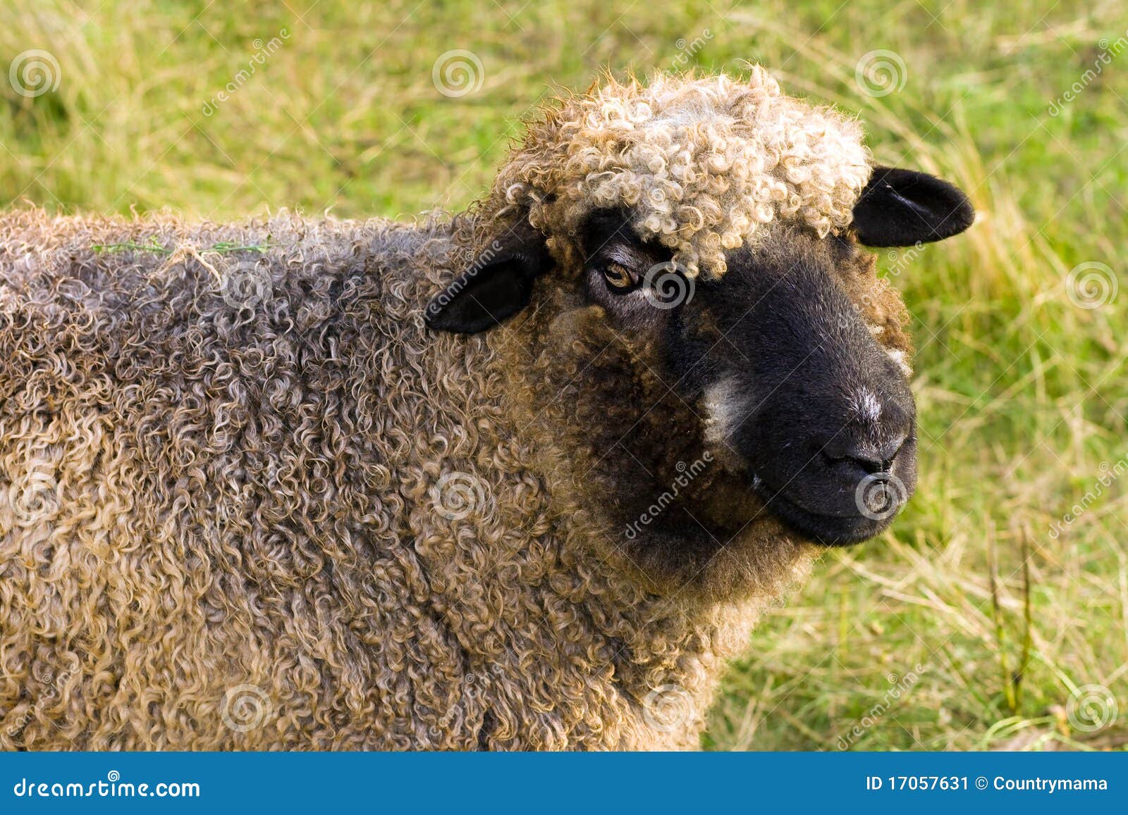 Happy sheep. stock image. Image of countryside, smiling - 17057631