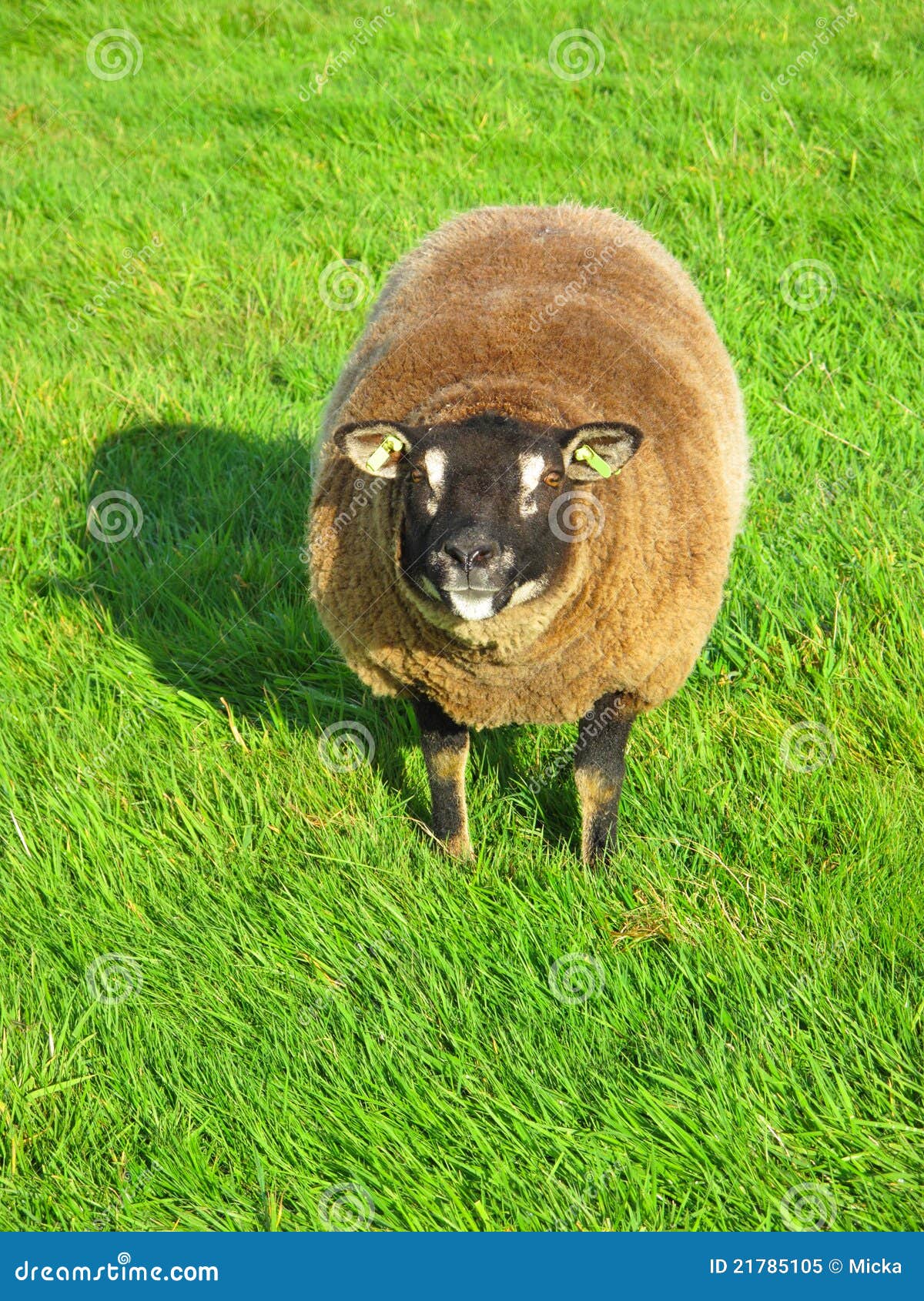 Happy sheep stock image. Image of head, ears, nature - 21785105