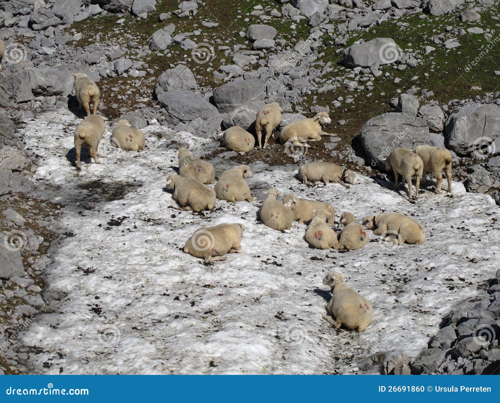 Happy Sheep stock photo. Image of rural, outdoors, group - 26691860