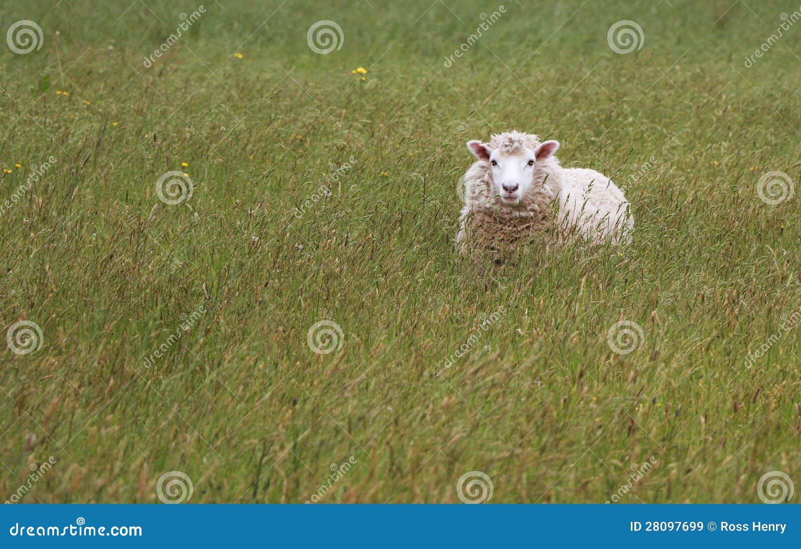 Happy Sheep stock image. Image of happy, zealand, paddock - 28097699