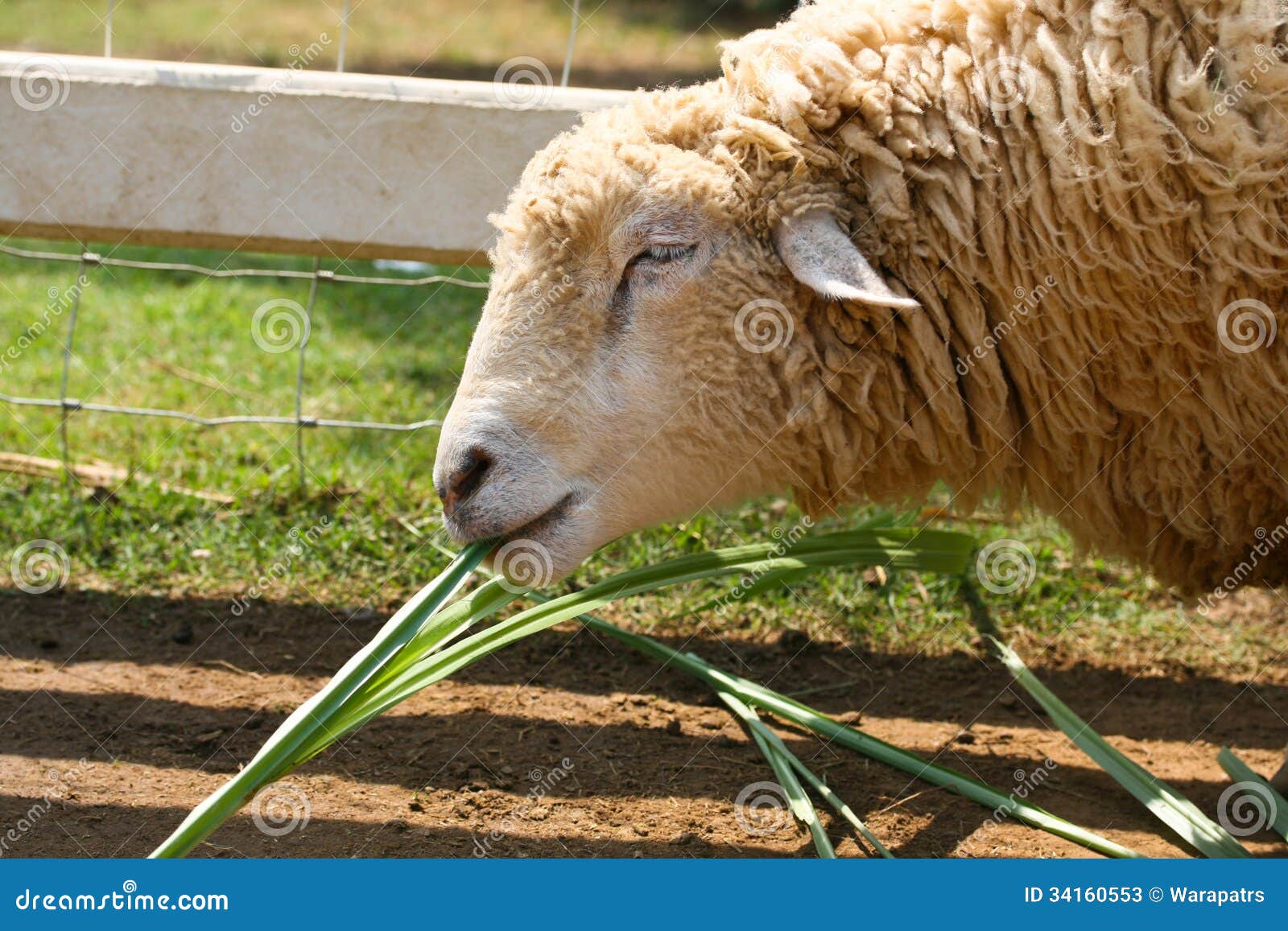 Happy sheep in farm stock image. Image of face, sheep - 34160553