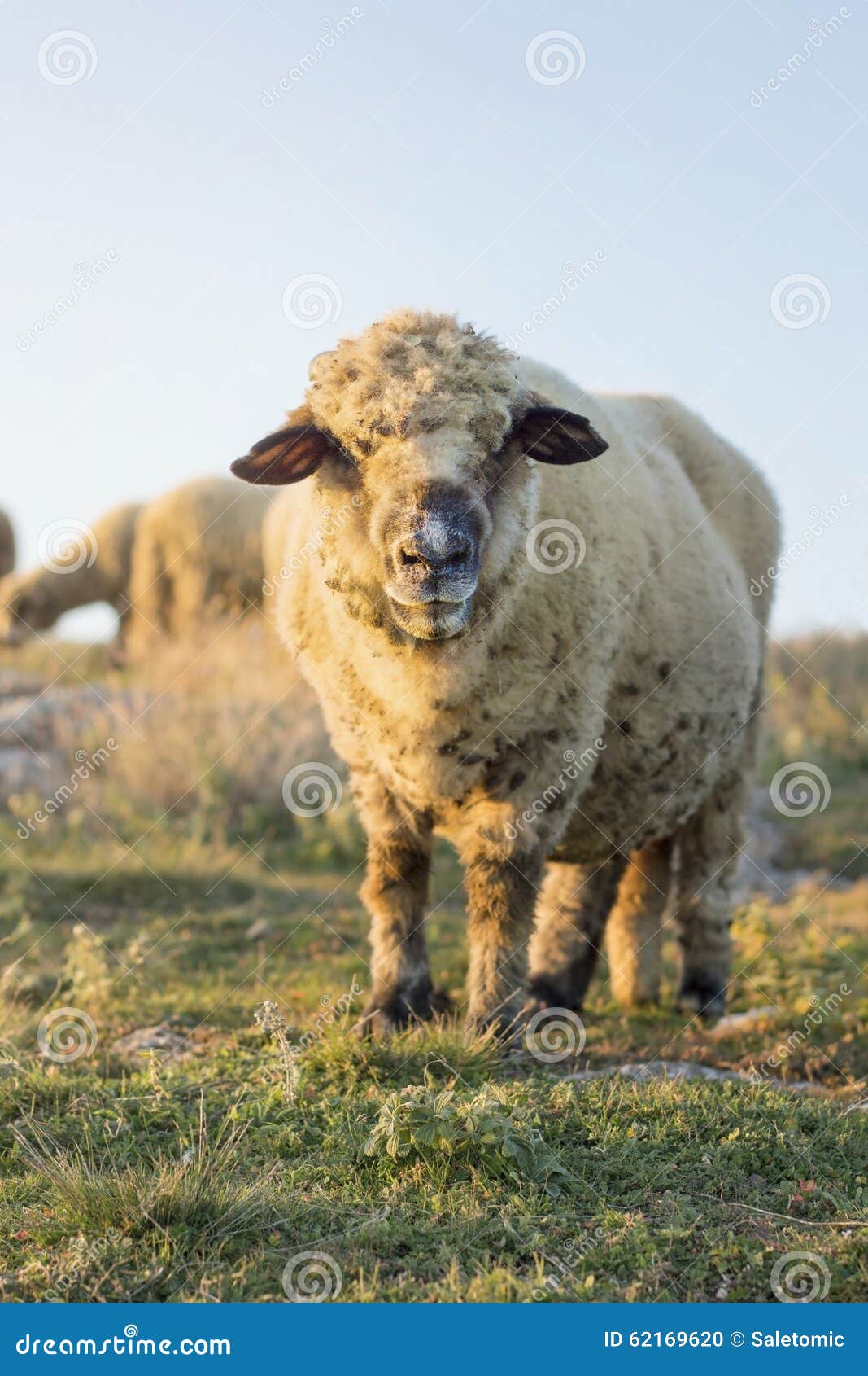 Happy Sheep Grazing in the Field Facing the Camera Stock Photo - Image ...