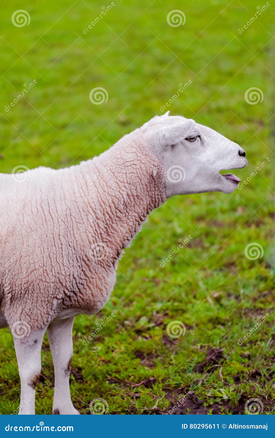 Happy Sheep Lamb Calling Her Young Green Grass Pasture Stock Image ...
