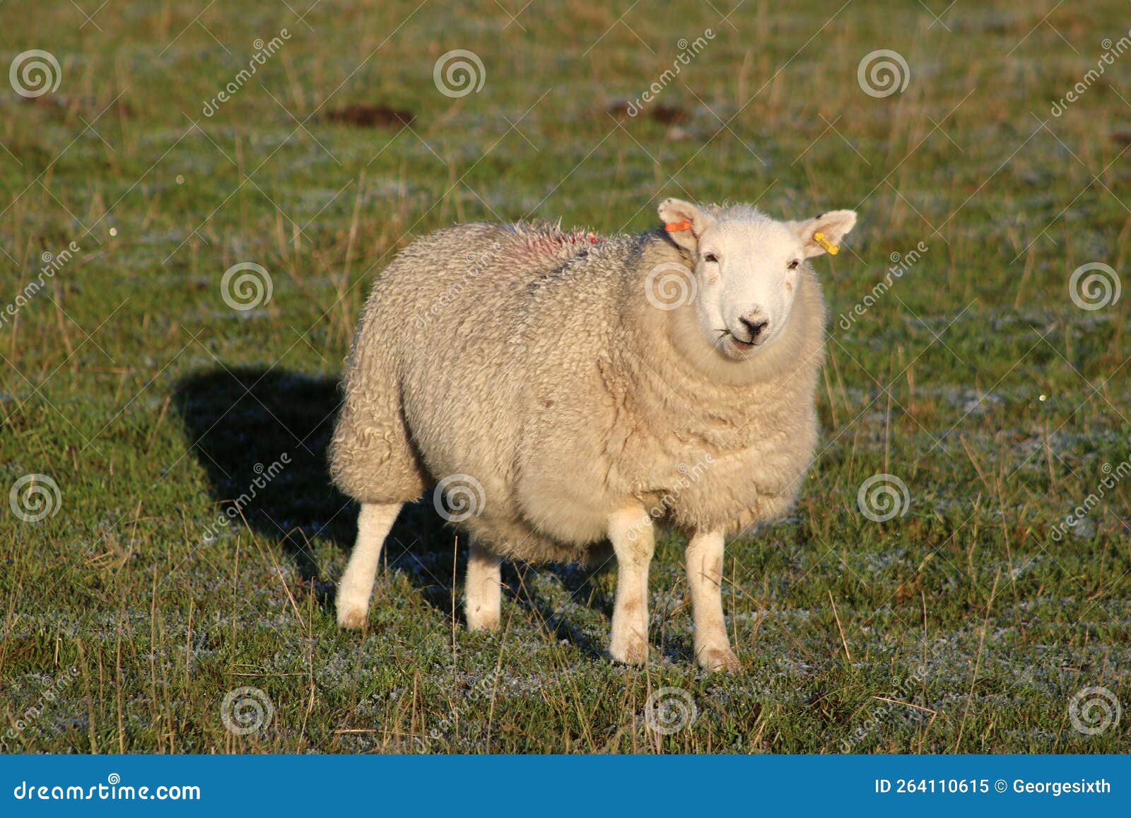 Happy Sheep Looking at Camera Amusing Expression Stock Image - Image of ...