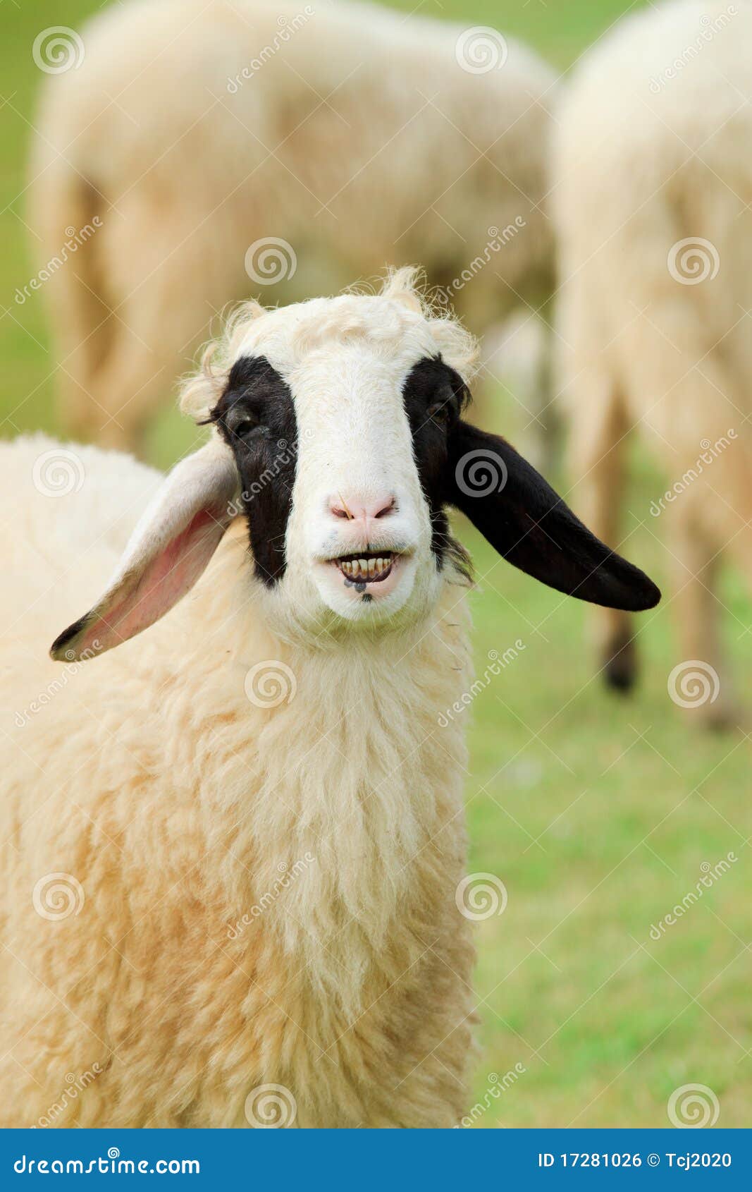 Happy sheep with smile stock photo. Image of sheep, field - 17281026
