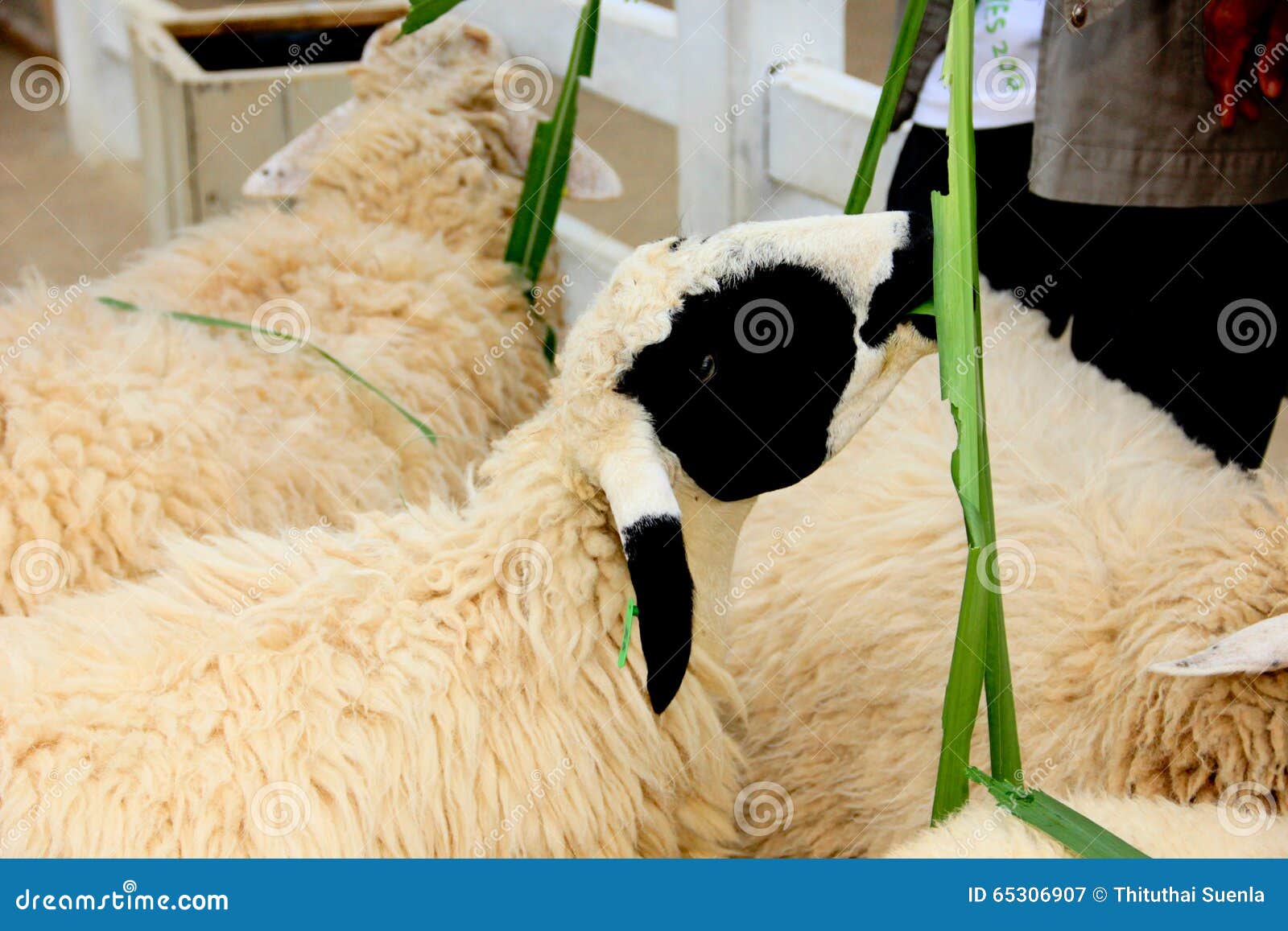 Happy sheep stock image. Image of eating, look, herd - 65306907