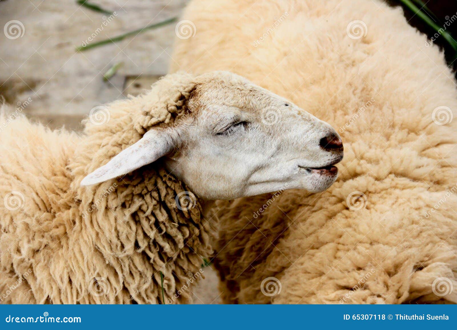 Happy sheep stock photo. Image of agriculture, meadow - 65307118