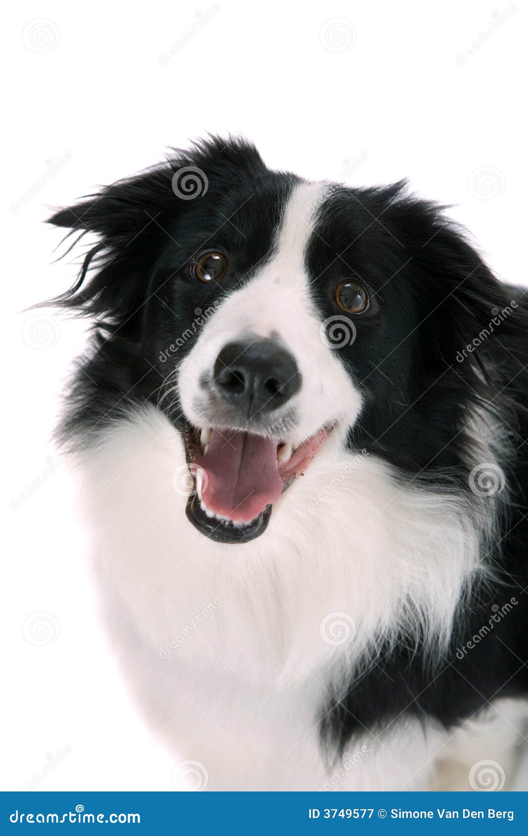 17,756 Happy Sheepdog Photos - Free & Royalty-Free Stock Photos from ...