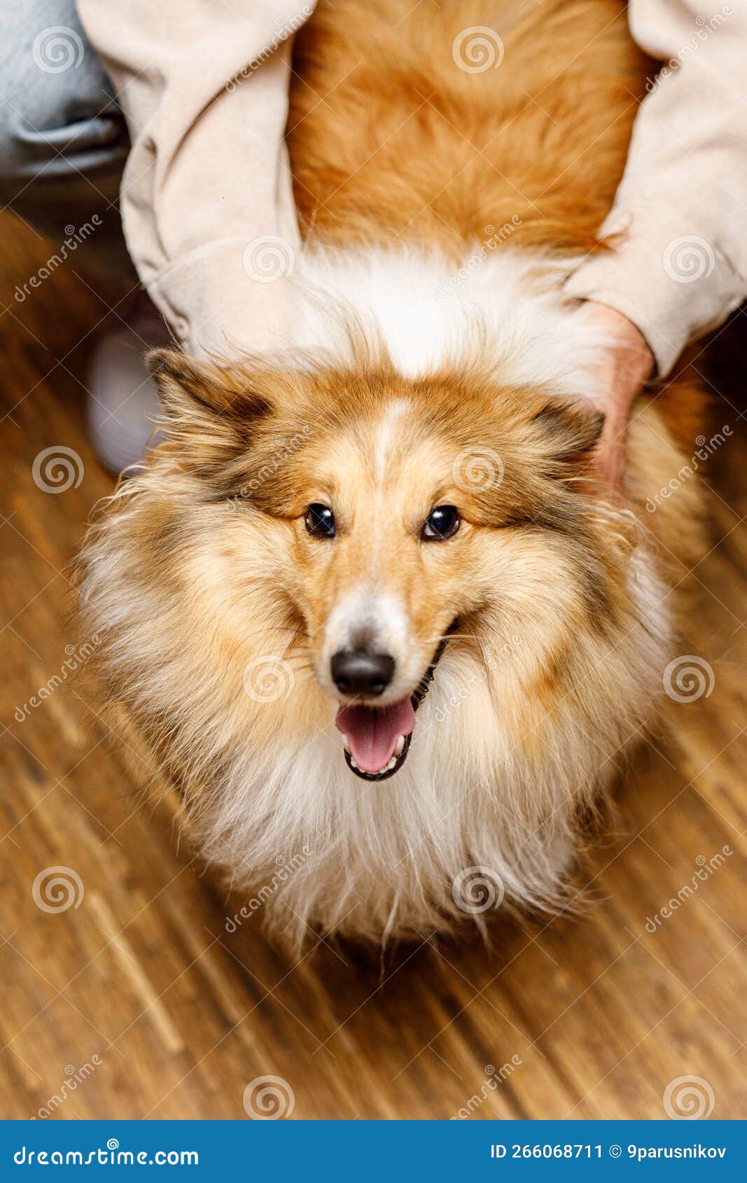 Happy Sheltie Looking Down at the Owner. Stock Image - Image of class ...