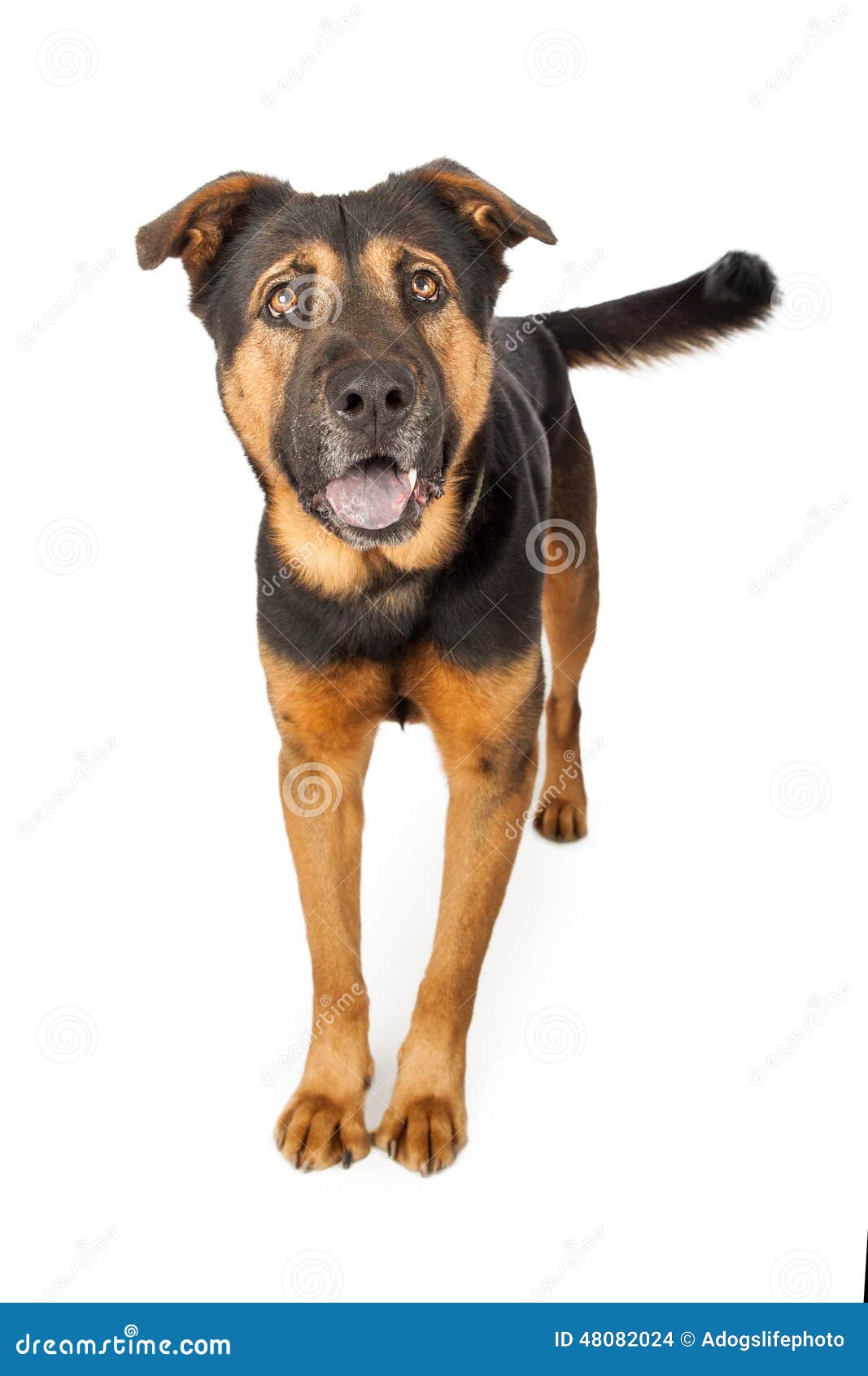 Happy Shepherd Cross Dog stock photo. Image of domestic - 48082024