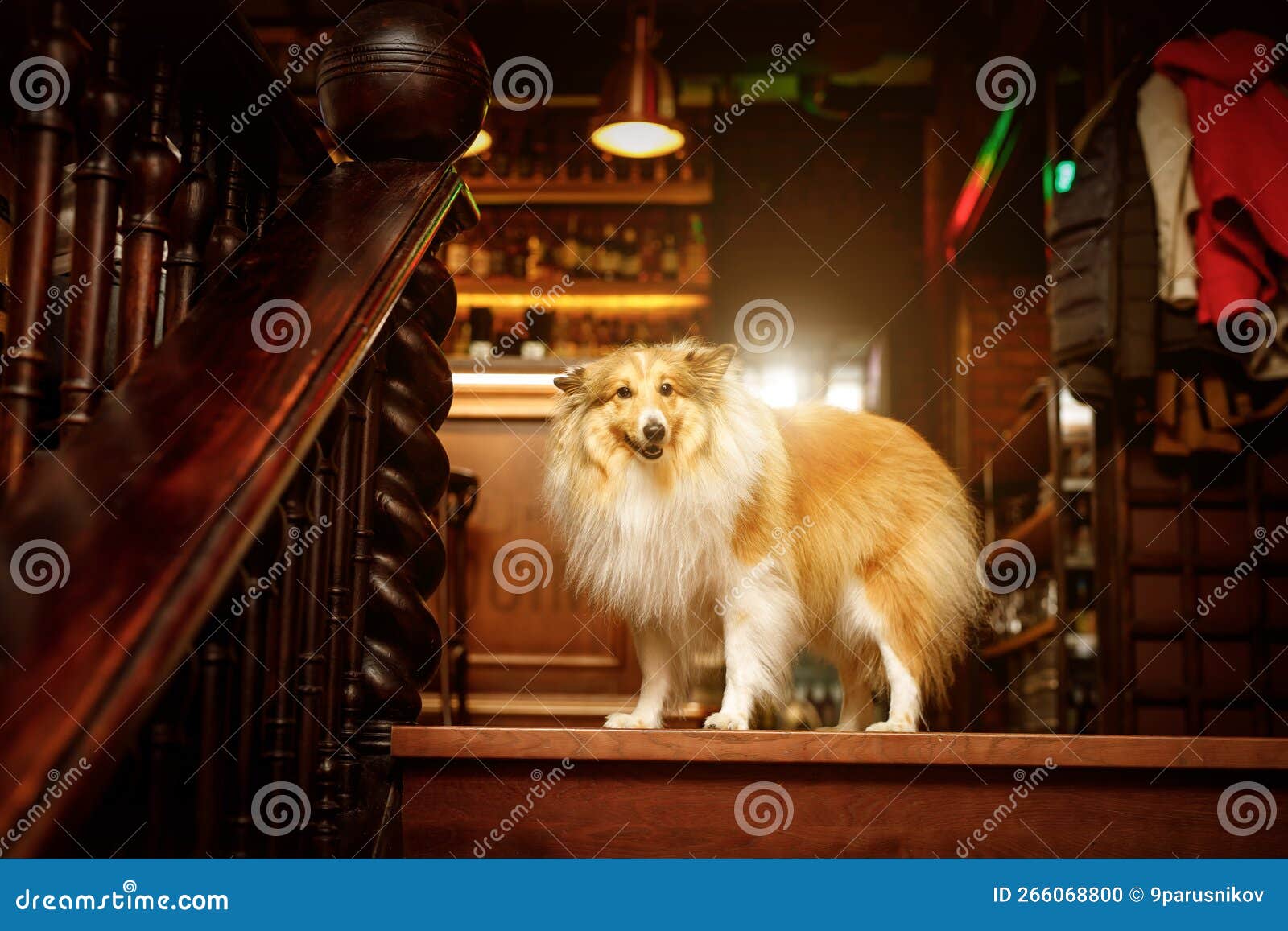 Happy Shetland Sheepdog in Dog-friendly Bar. Stock Photo - Image of ...