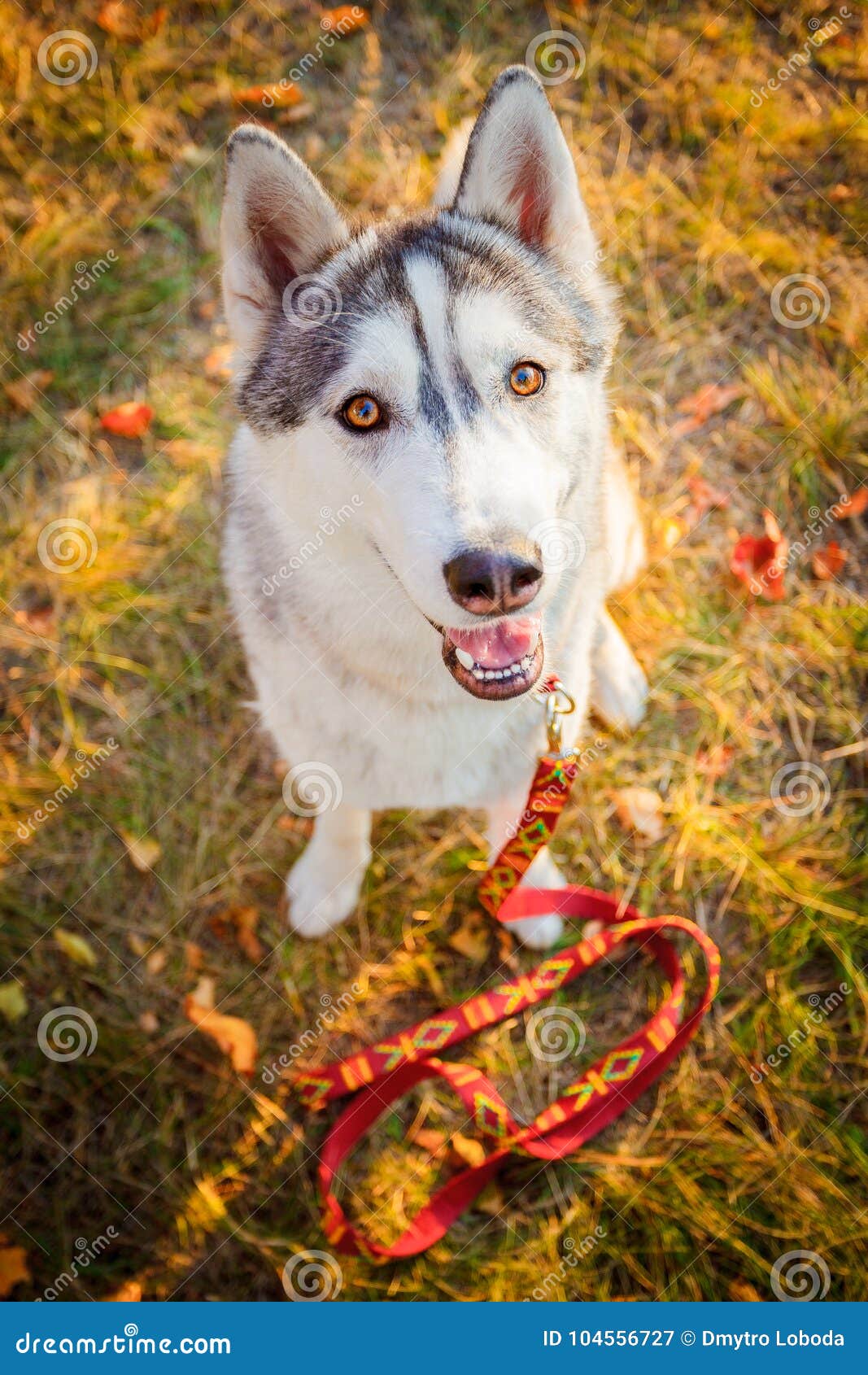 Happy Siberian Husky Smiling into Camera Stock Image - Image of humour ...