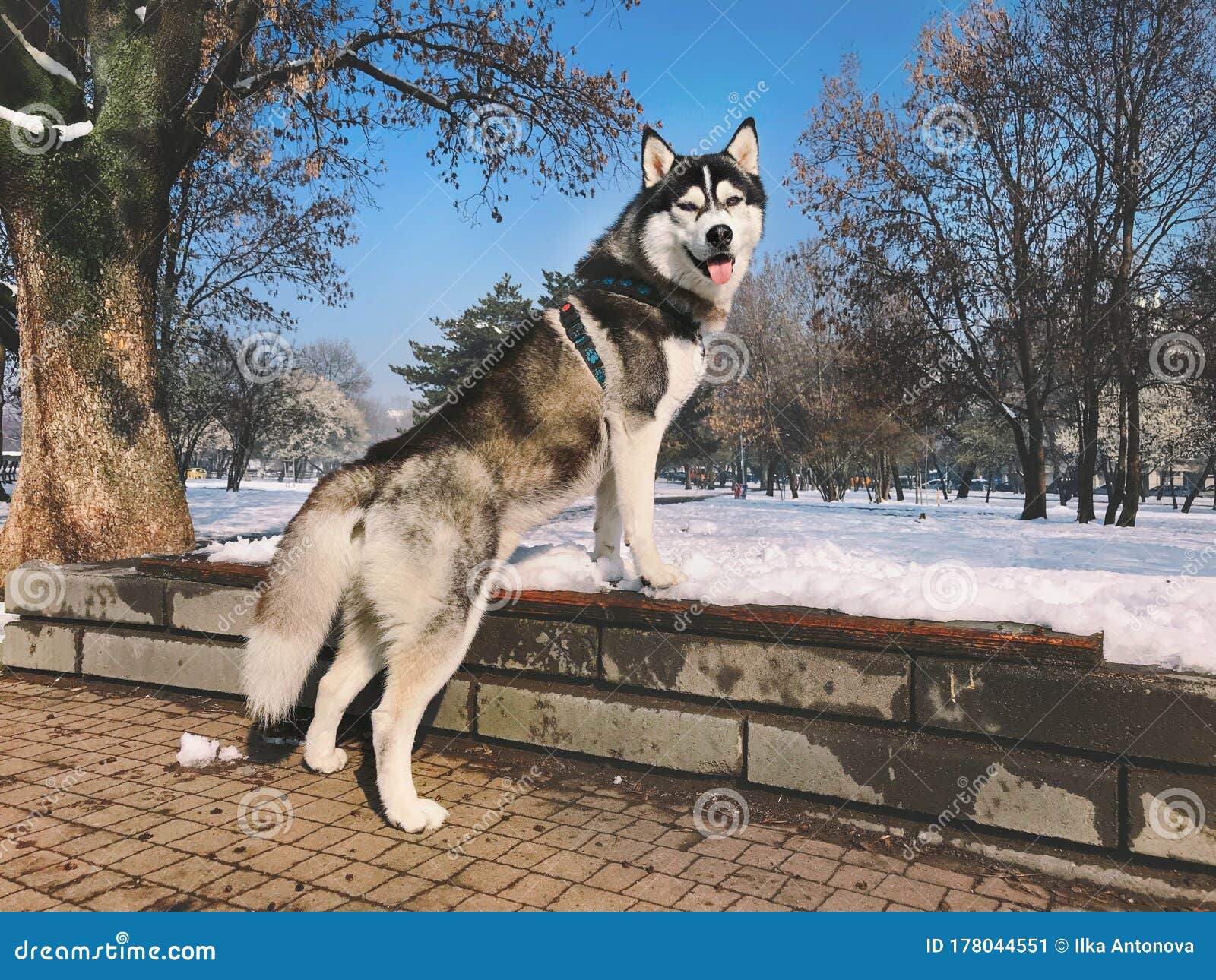 Happy Siberian Husky in Snow Looking at Camera Stock Image - Image of ...