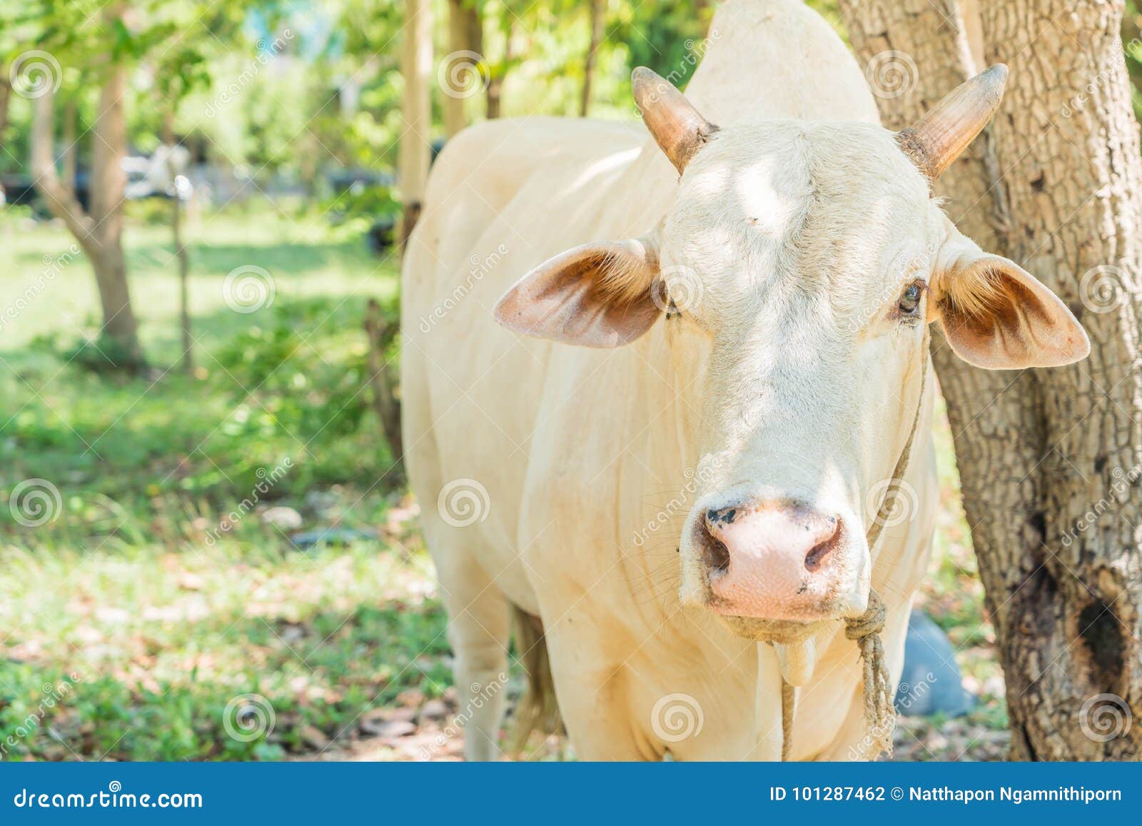 Happy single cow stock photo. Image of pasture, animal - 101287462