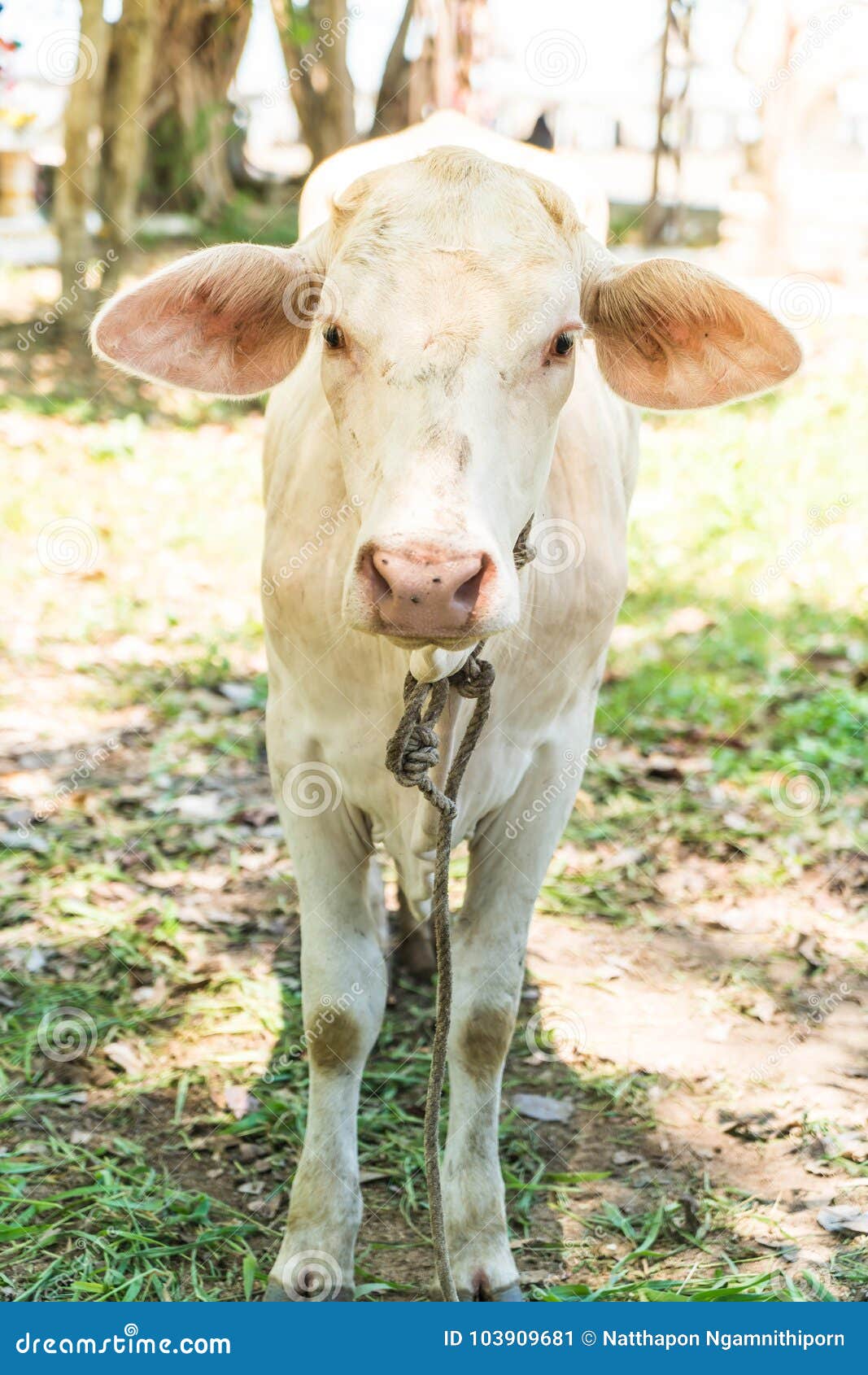 Happy single cow stock image. Image of farm, cows, face - 103909681