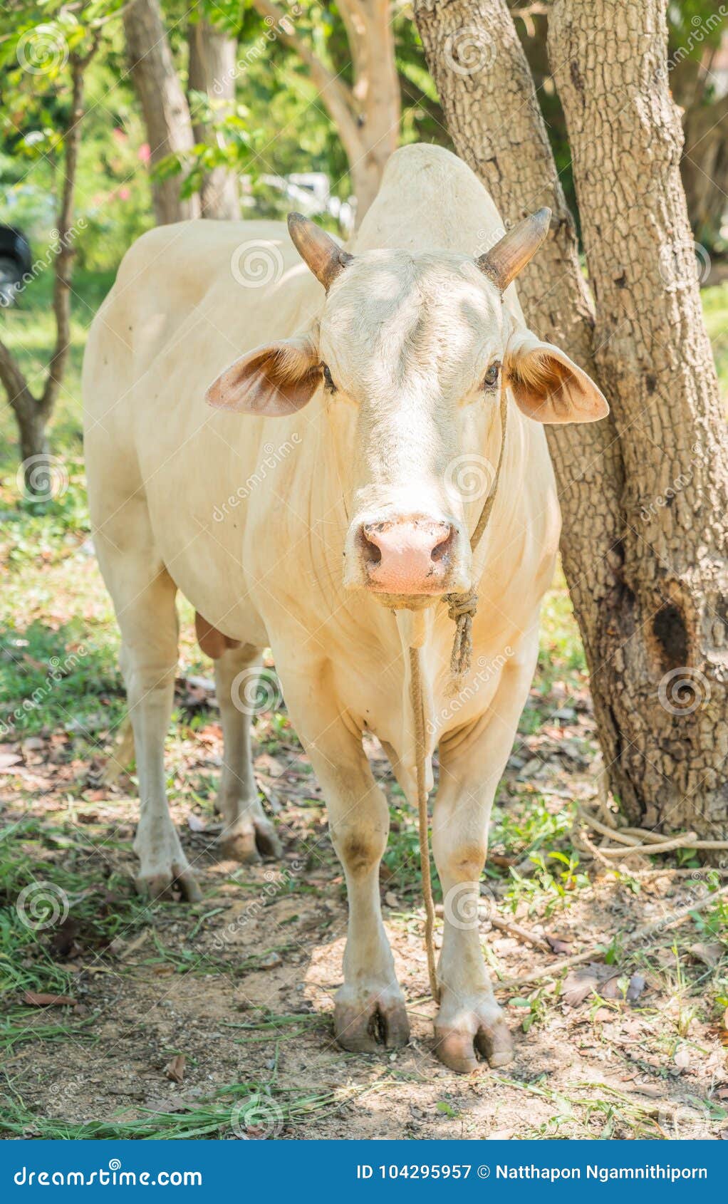 Happy single cow stock image. Image of nature, black - 104295957