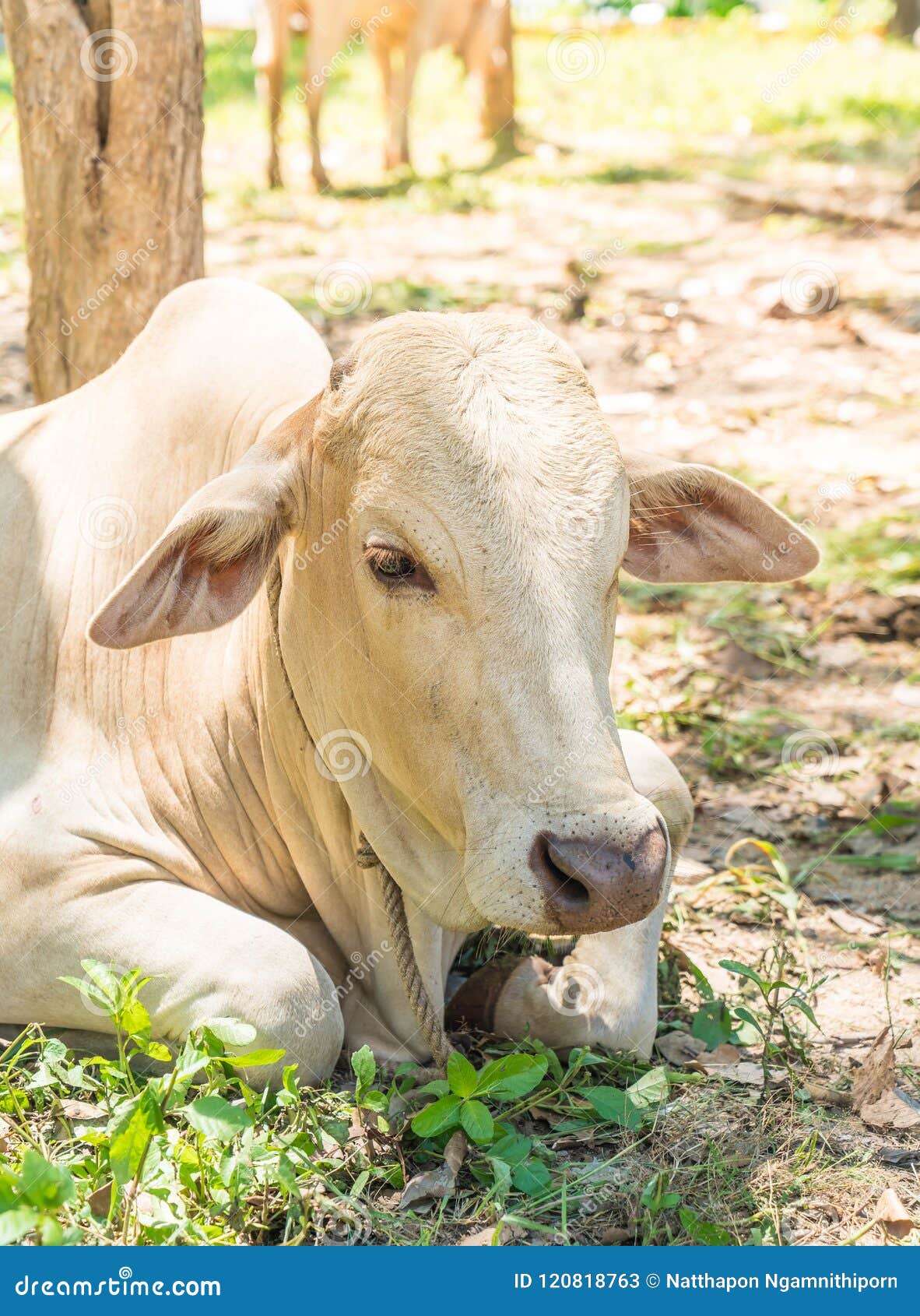 Happy single cow stock image. Image of mammal, healthy - 120818763