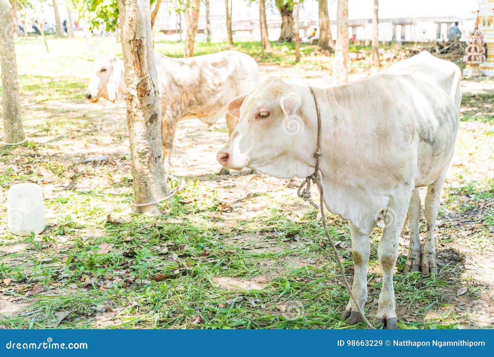 Happy single cow stock image. Image of field, calf, portrait - 98663229