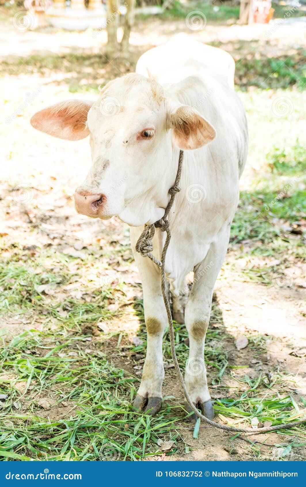 Happy single cow stock photo. Image of animal, white - 106832752