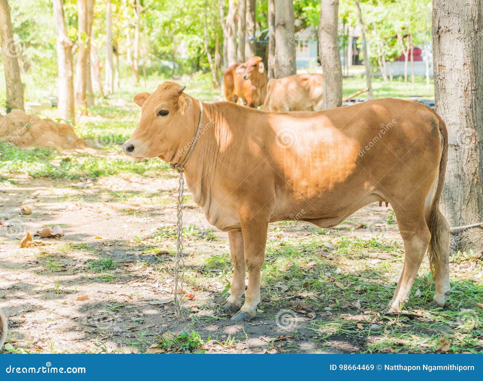 Happy single cow stock image. Image of happy, farm, healthy - 98664469