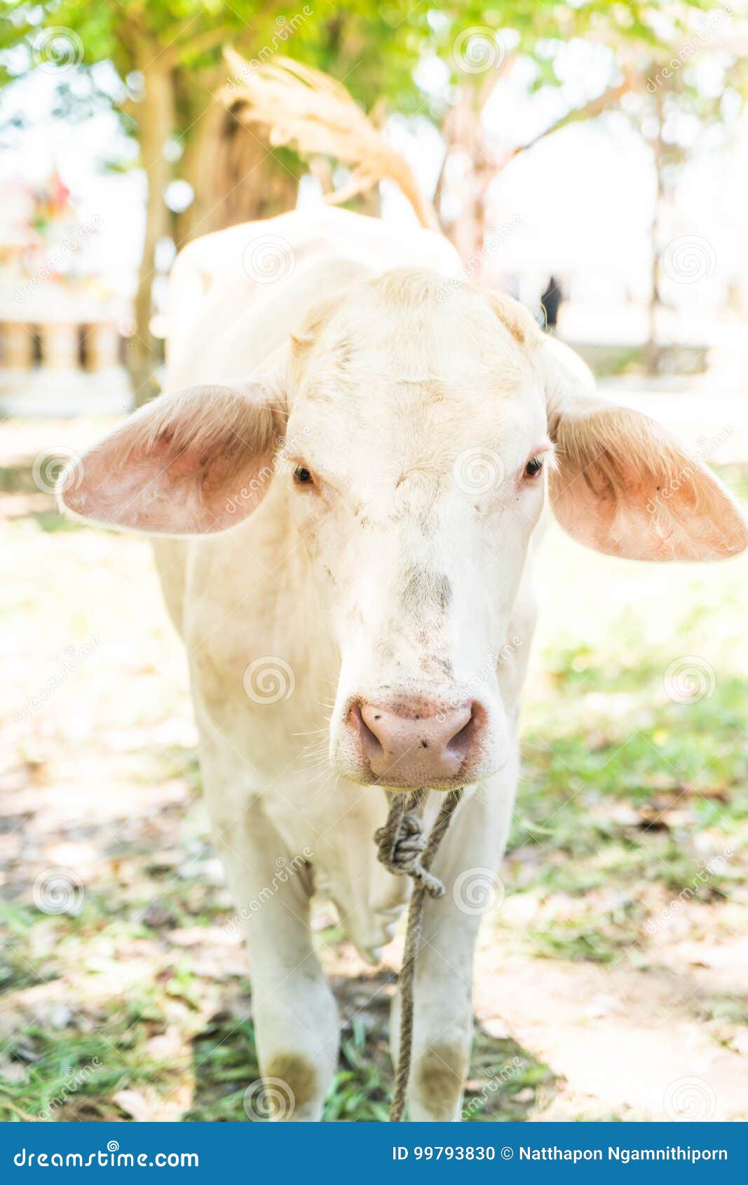 Happy single cow stock photo. Image of dairy, portrait - 99793830