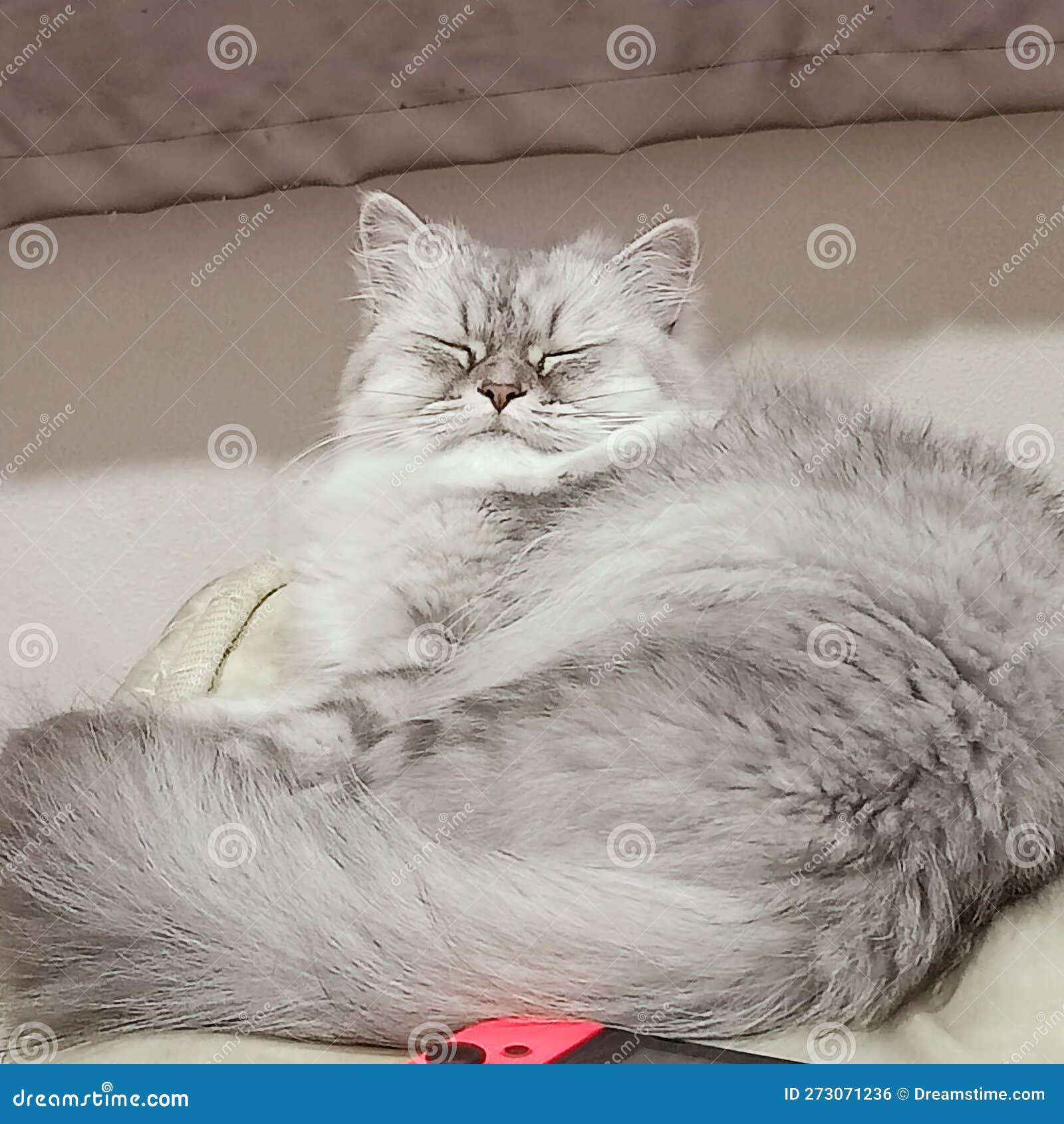 Happy Sleeping Cat stock photo. Image of persia, sleeping - 273071236
