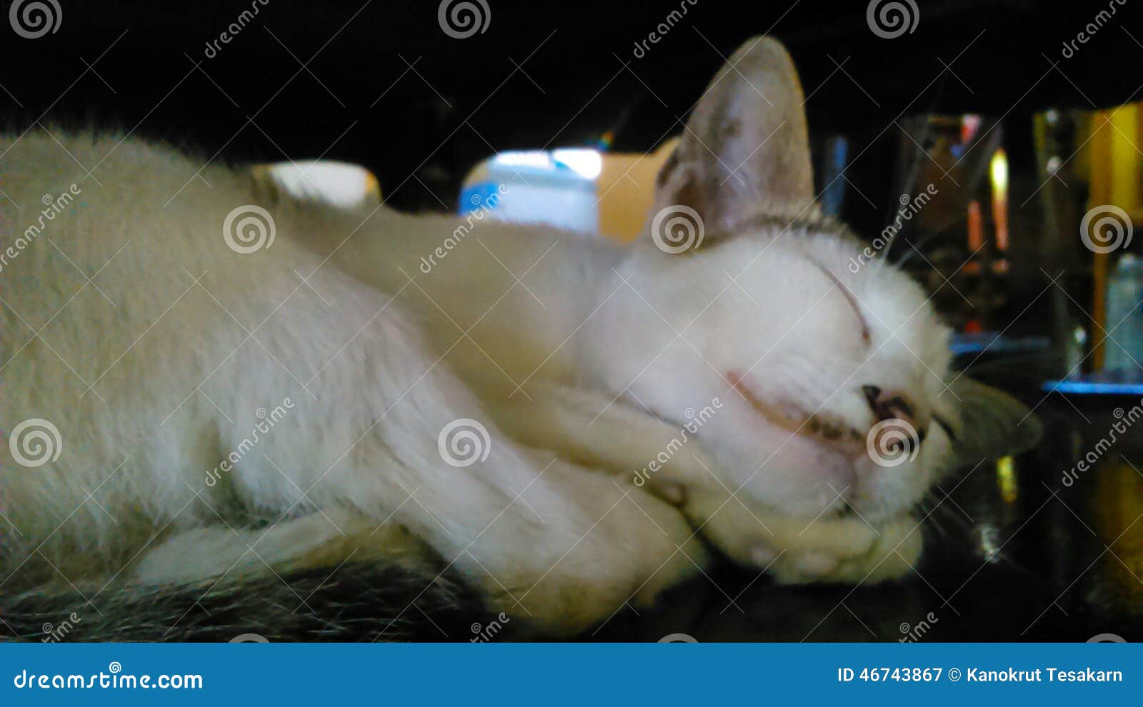 Happy sleeping cat stock image. Image of animal, dream - 46743867