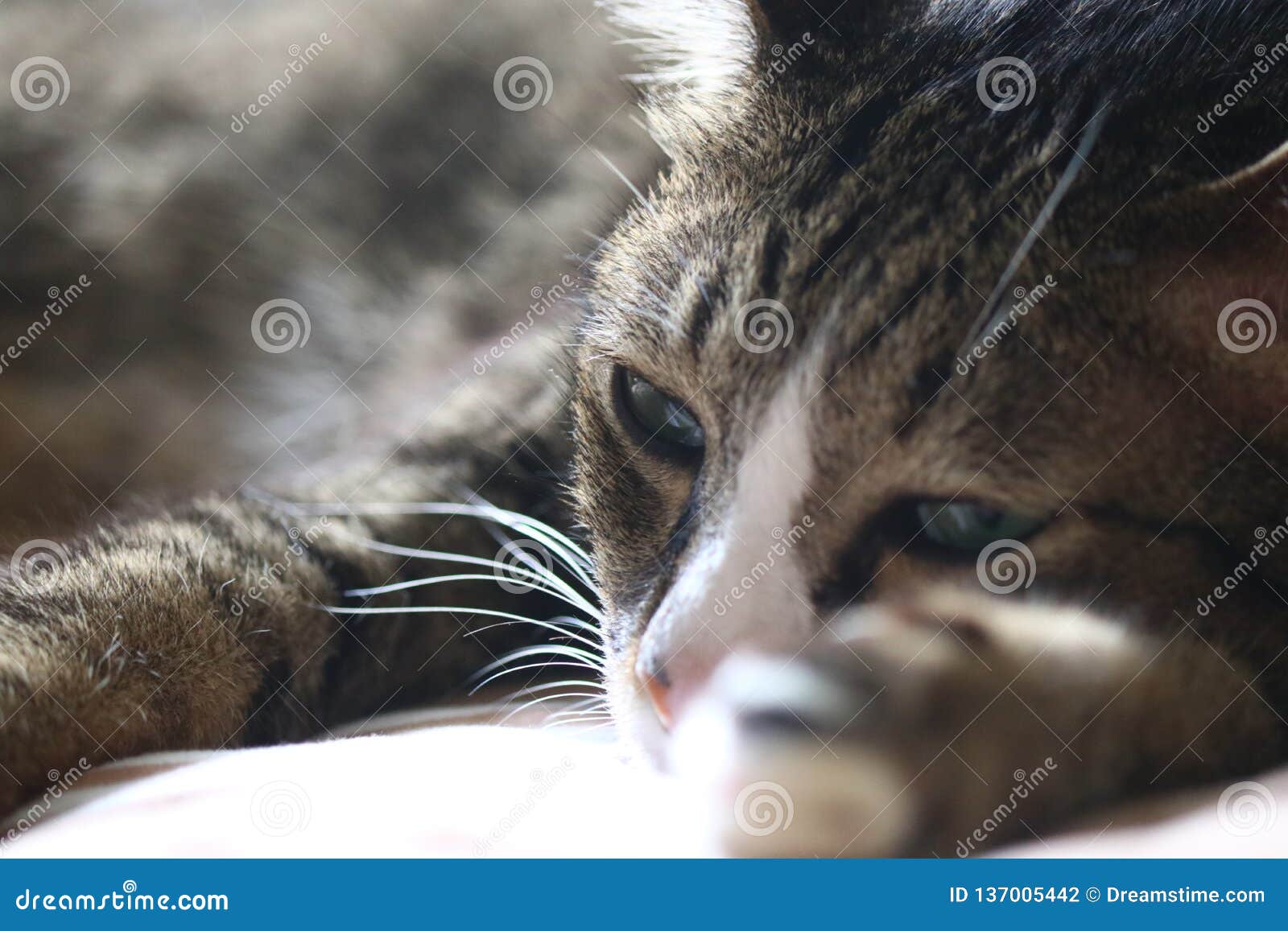Happy sleeping cat stock photo. Image of cosmos, flower - 137005442