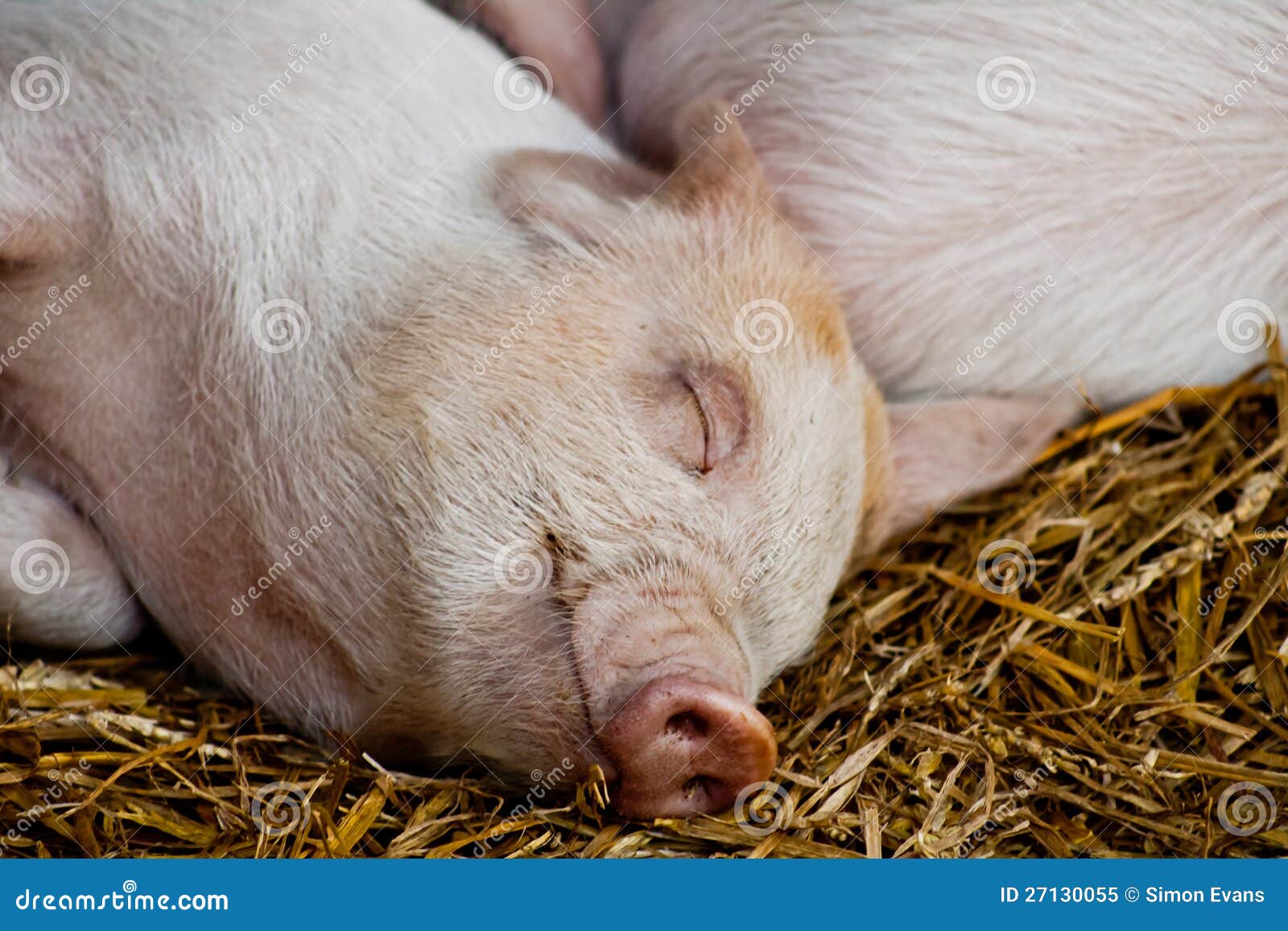 Happy sleeping piglet stock image. Image of young, meat - 27130055