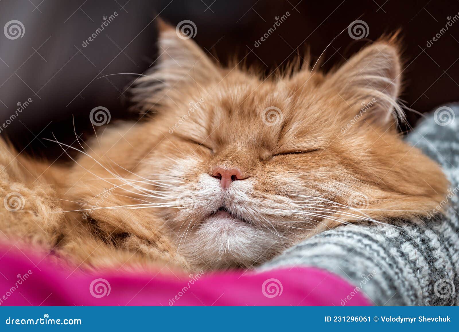 Happy sleeping red cat stock image. Image of beautiful - 231296061