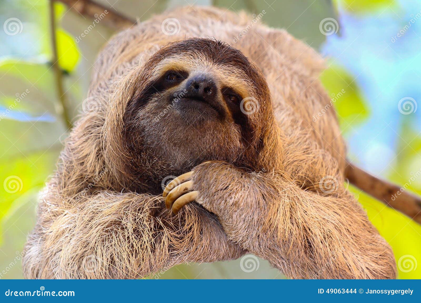 Happy Sloth Stock Photo - Image: 49063444