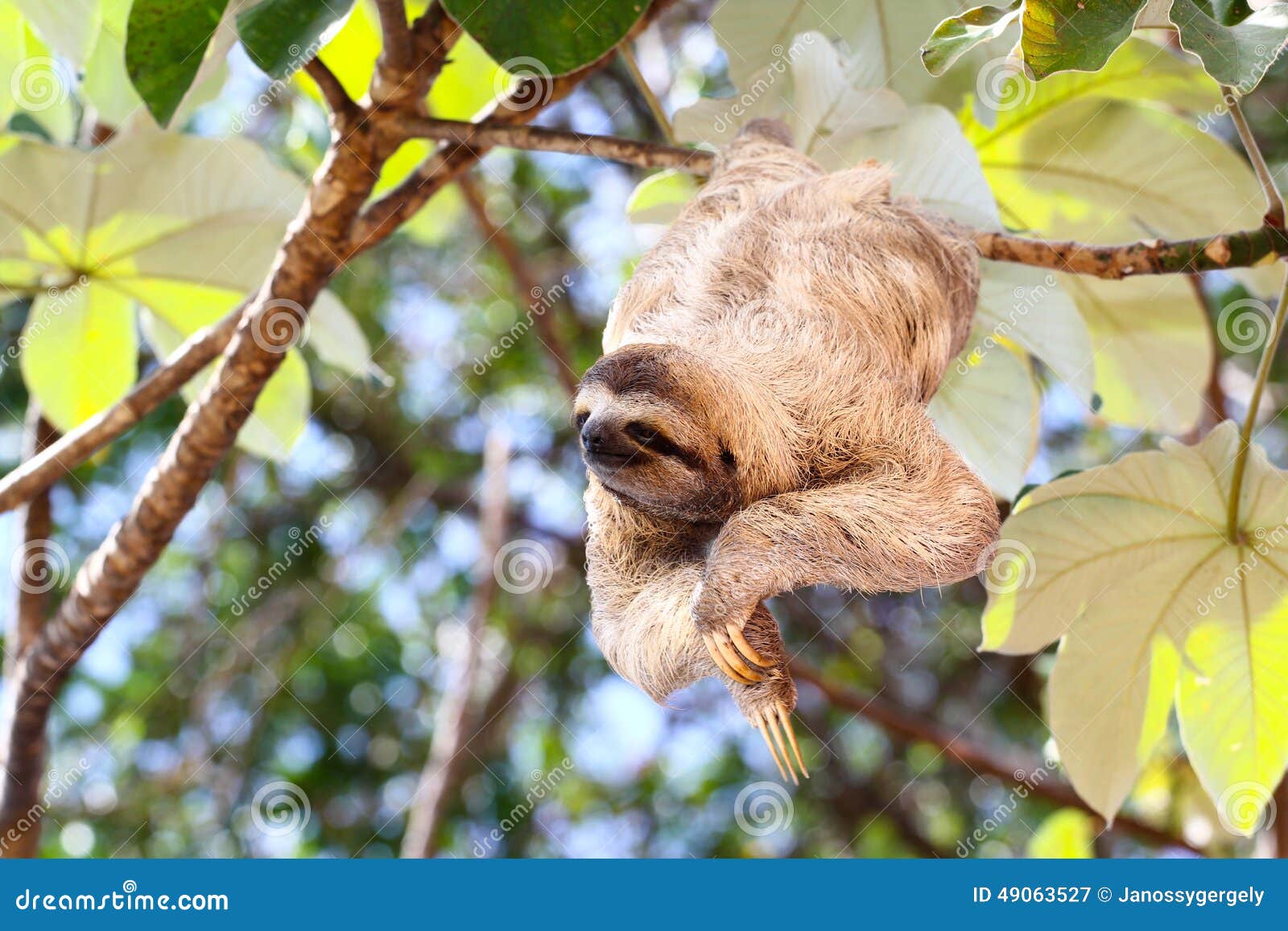 Happy sloth stock image. Image of eyes, offspring, cute - 49063527