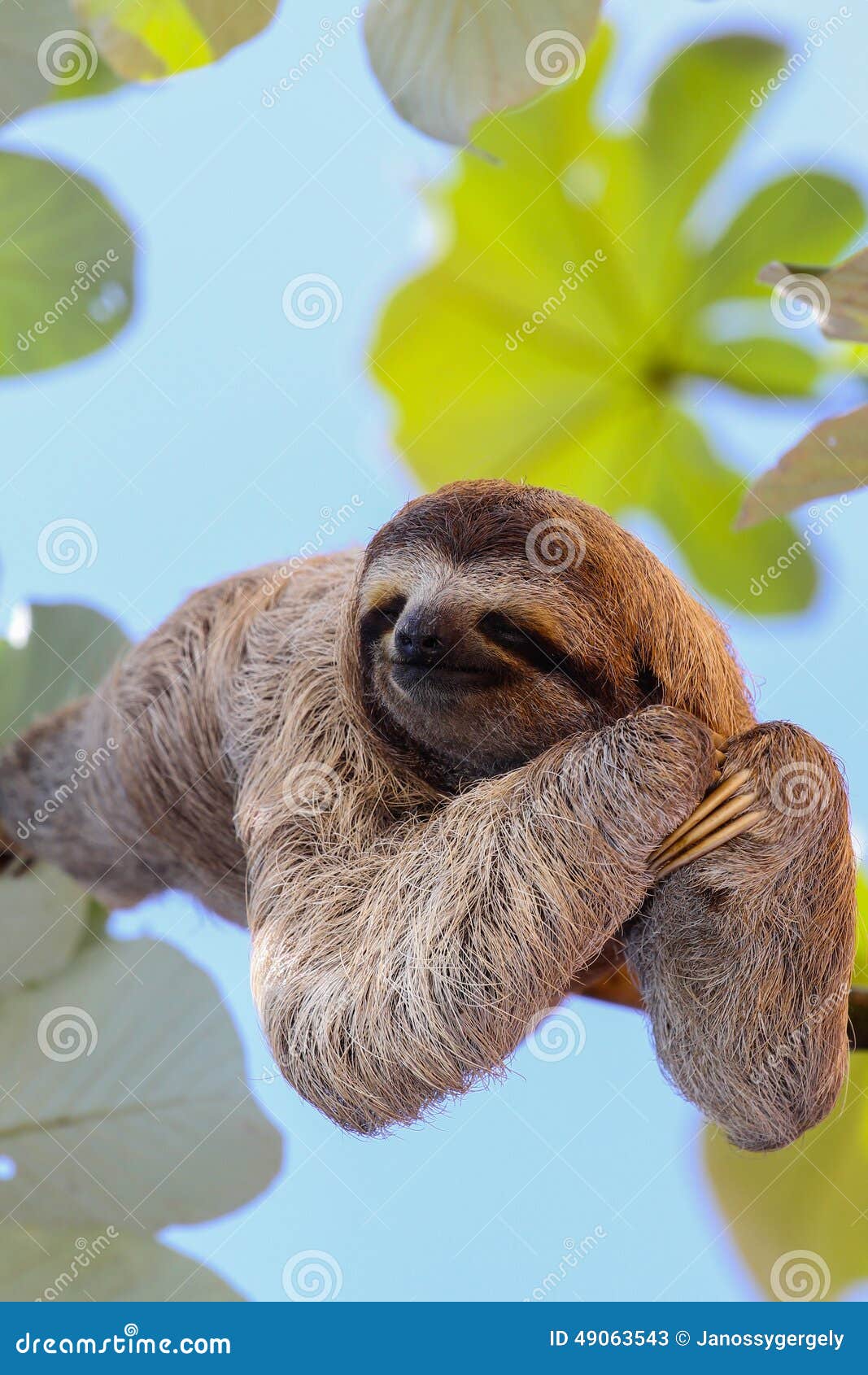 Three Toed Sloth Smiling